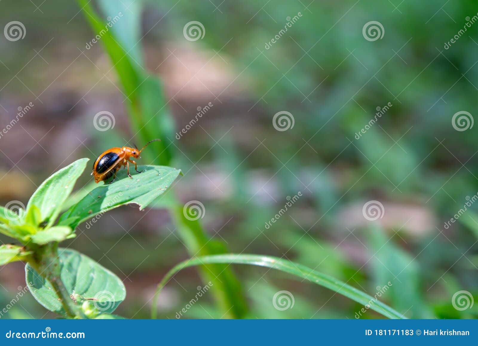 Insect stock image. Image of arthropod, idukki, pest - 181171183