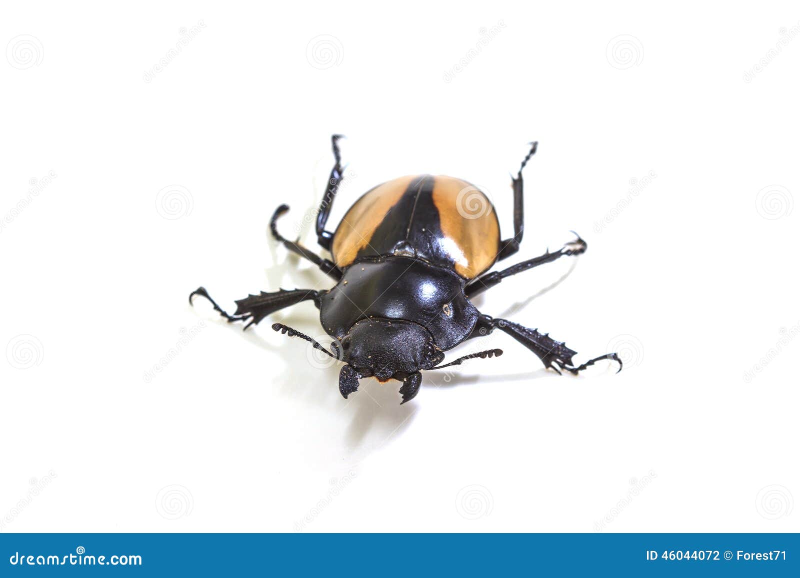 Insect, Kever, Insect, in Soort Odontolabis Stock Foto - Image of fauna ...