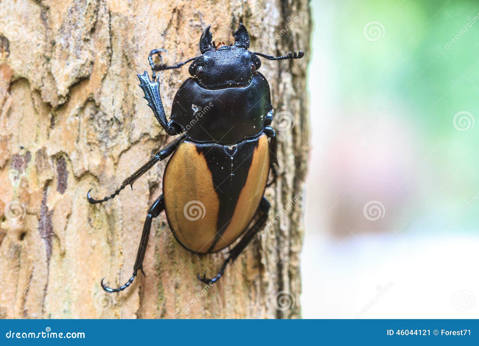 Insect, Kever, Insect, in Soort Odontolabis Stock Afbeelding - Image of ...
