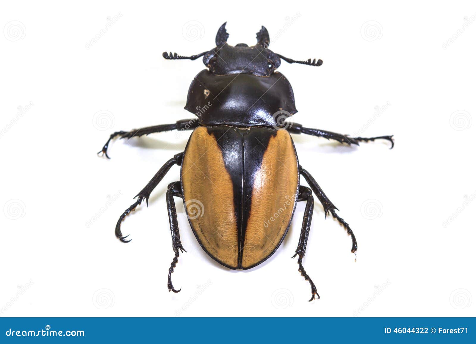 Insect, Kever, Insect, in Soort Odontolabis Stock Foto - Image of ...