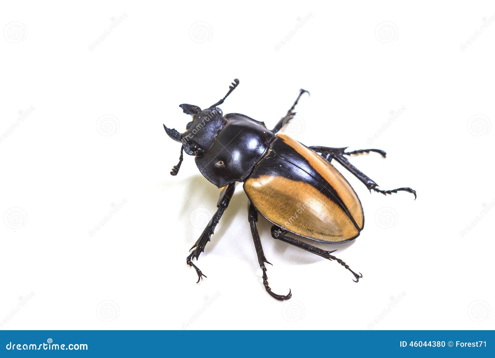 Insect, Kever, Insect, in Soort Odontolabis Stock Foto - Image of hoofd ...
