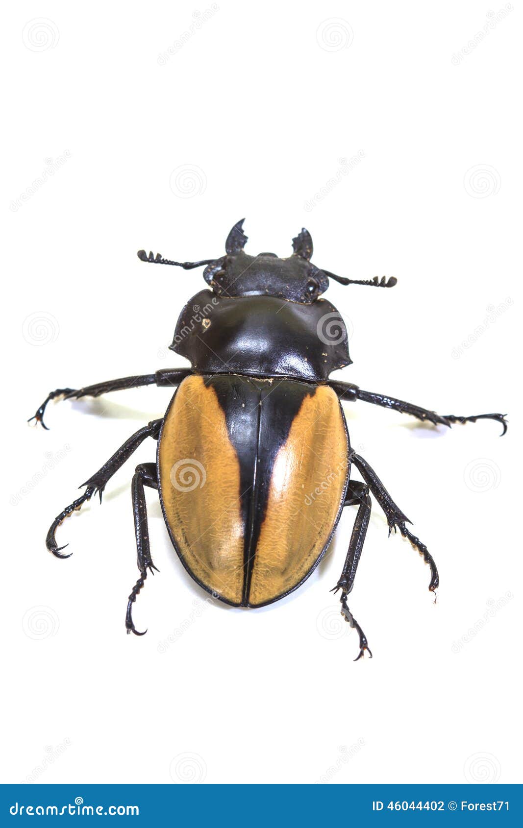 Insect, Kever, Insect, in Soort Odontolabis Stock Foto - Image of ...