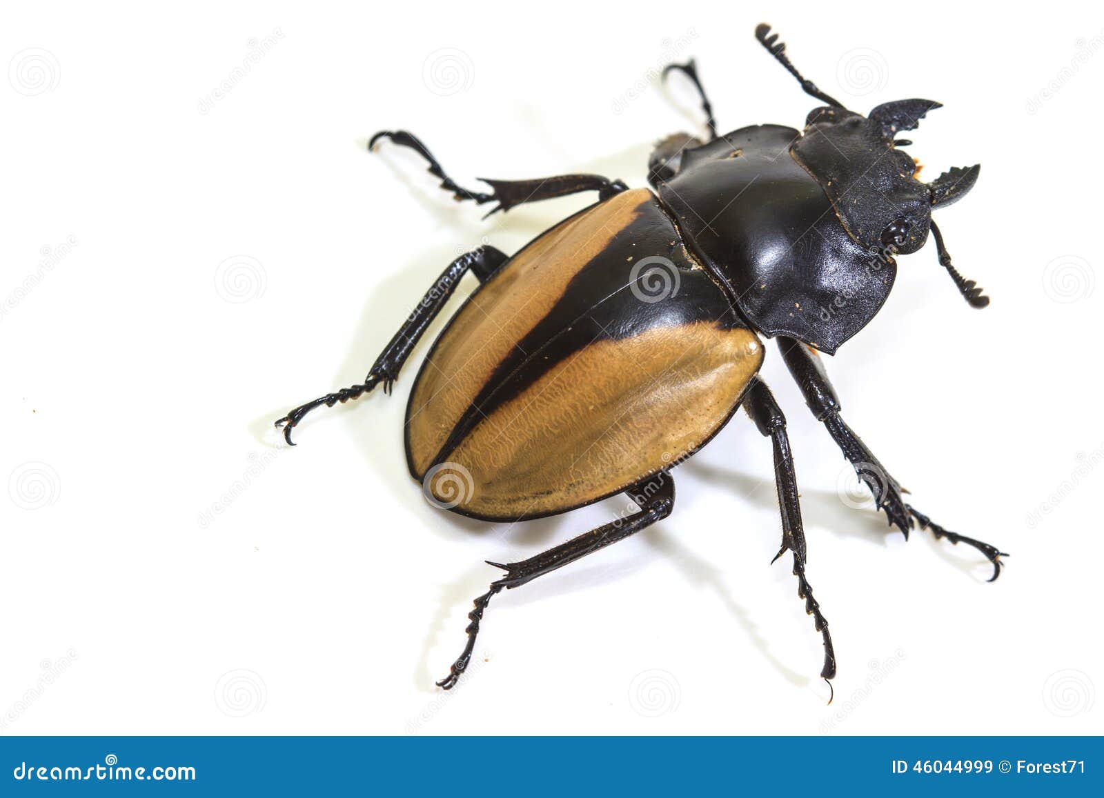 Insect, Kever, Insect, in Soort Odontolabis Stock Afbeelding - Image of ...
