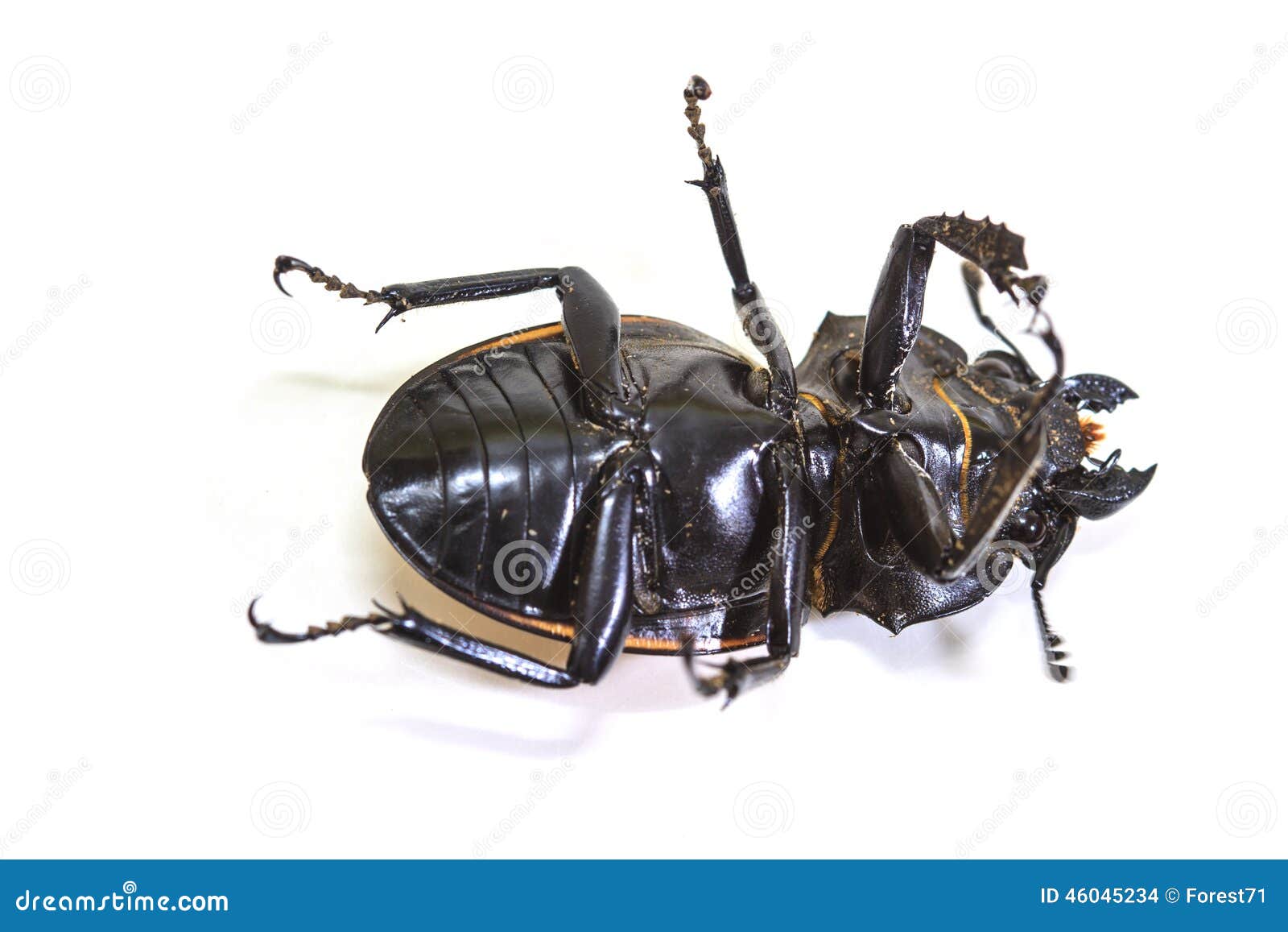 Insect, Kever, Insect, in Soort Odontolabis Stock Foto - Image of mooi ...