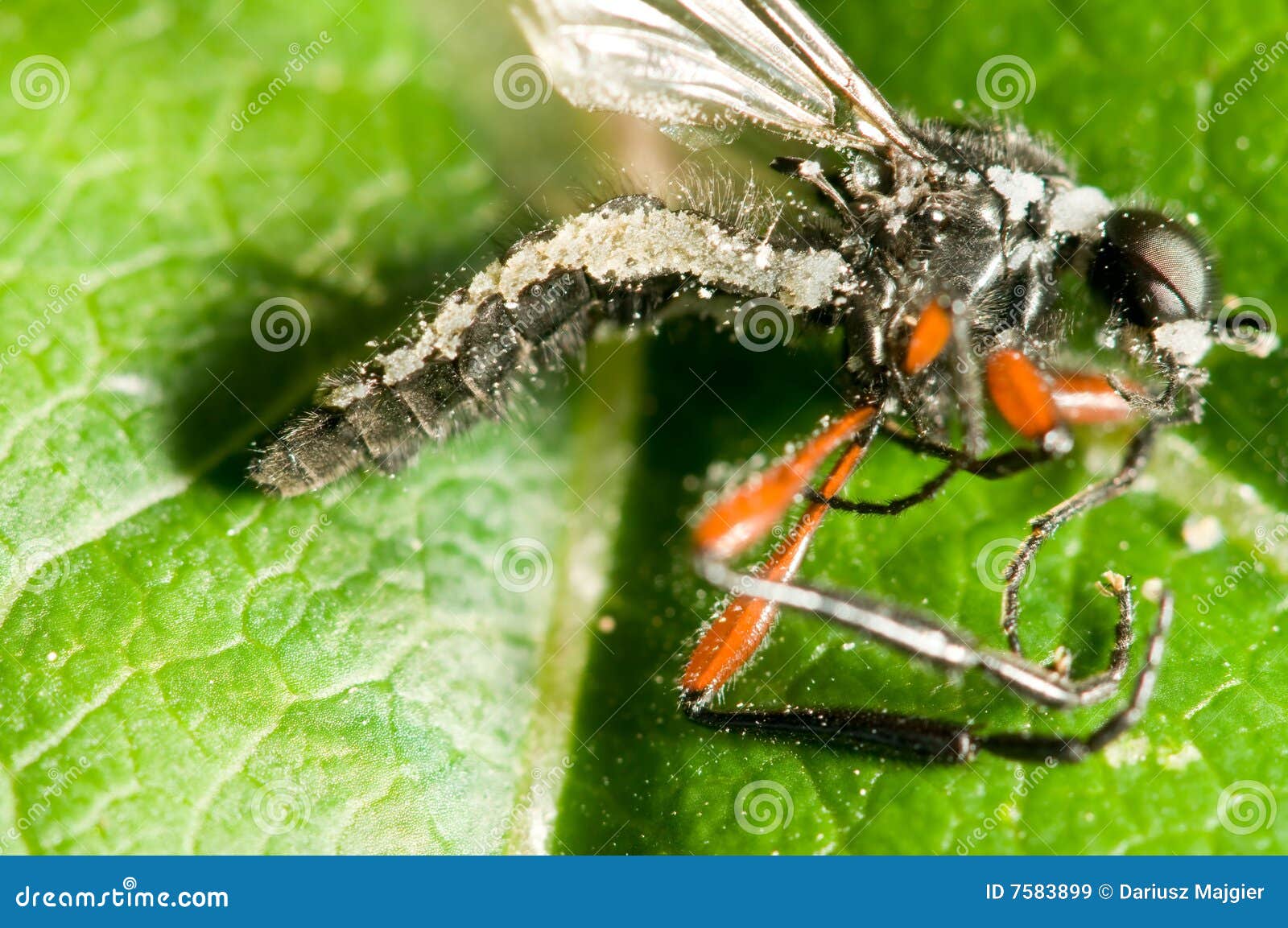 Insect Killed by the Fungus Stock Image - Image of insect, flora: 7583899