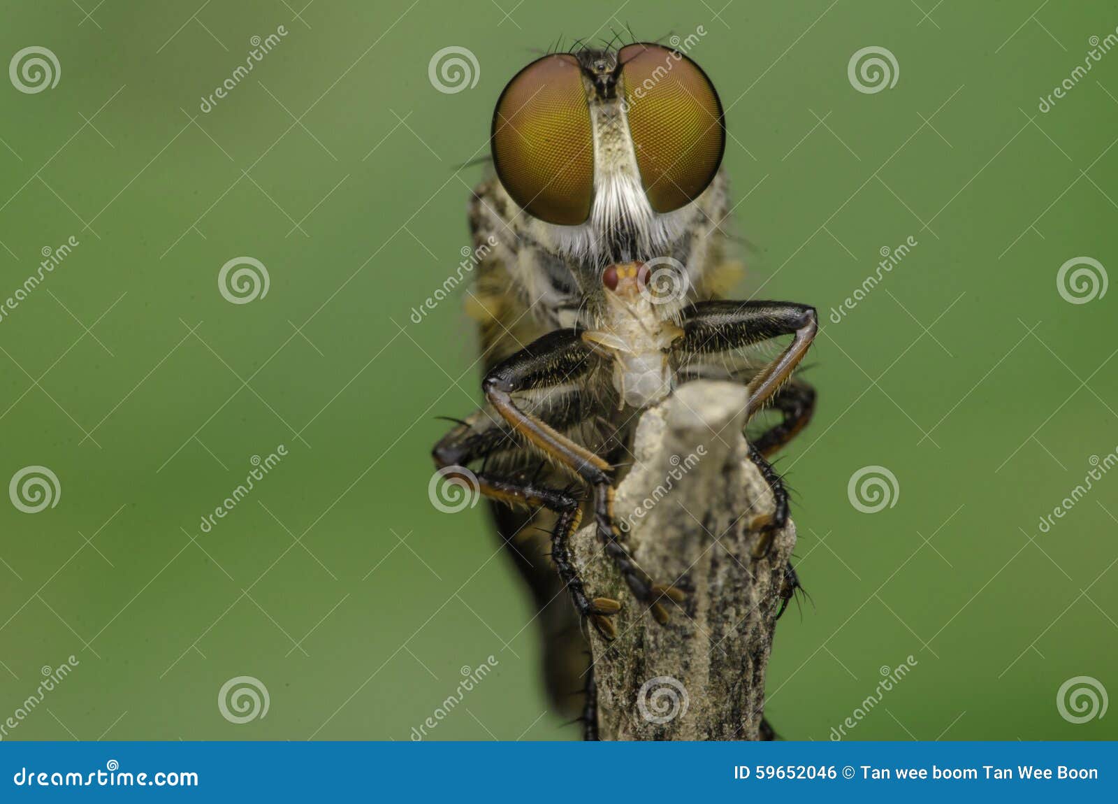 Macro Insect Eating Red Ant Stock Photo - Image of eatinginsects ...