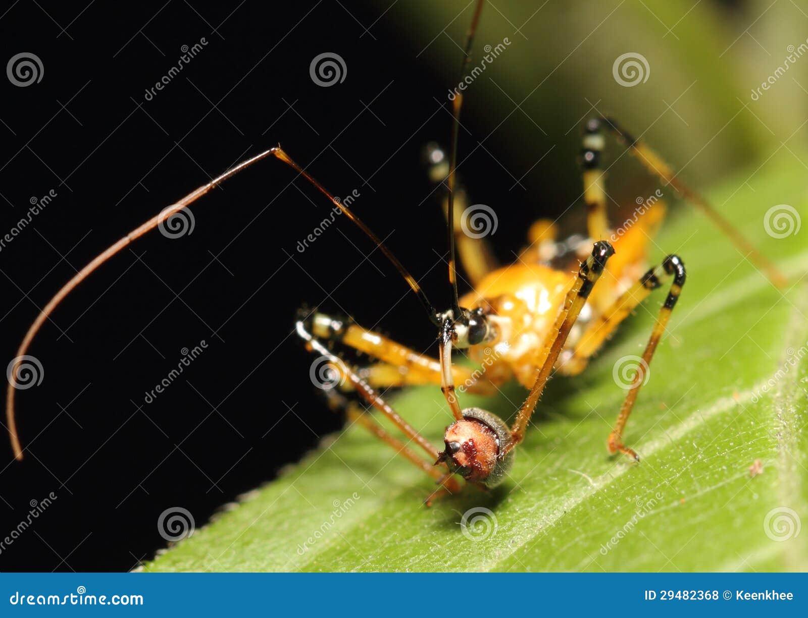Insect killing stock photo. Image of leaf, plant, insect - 29482368