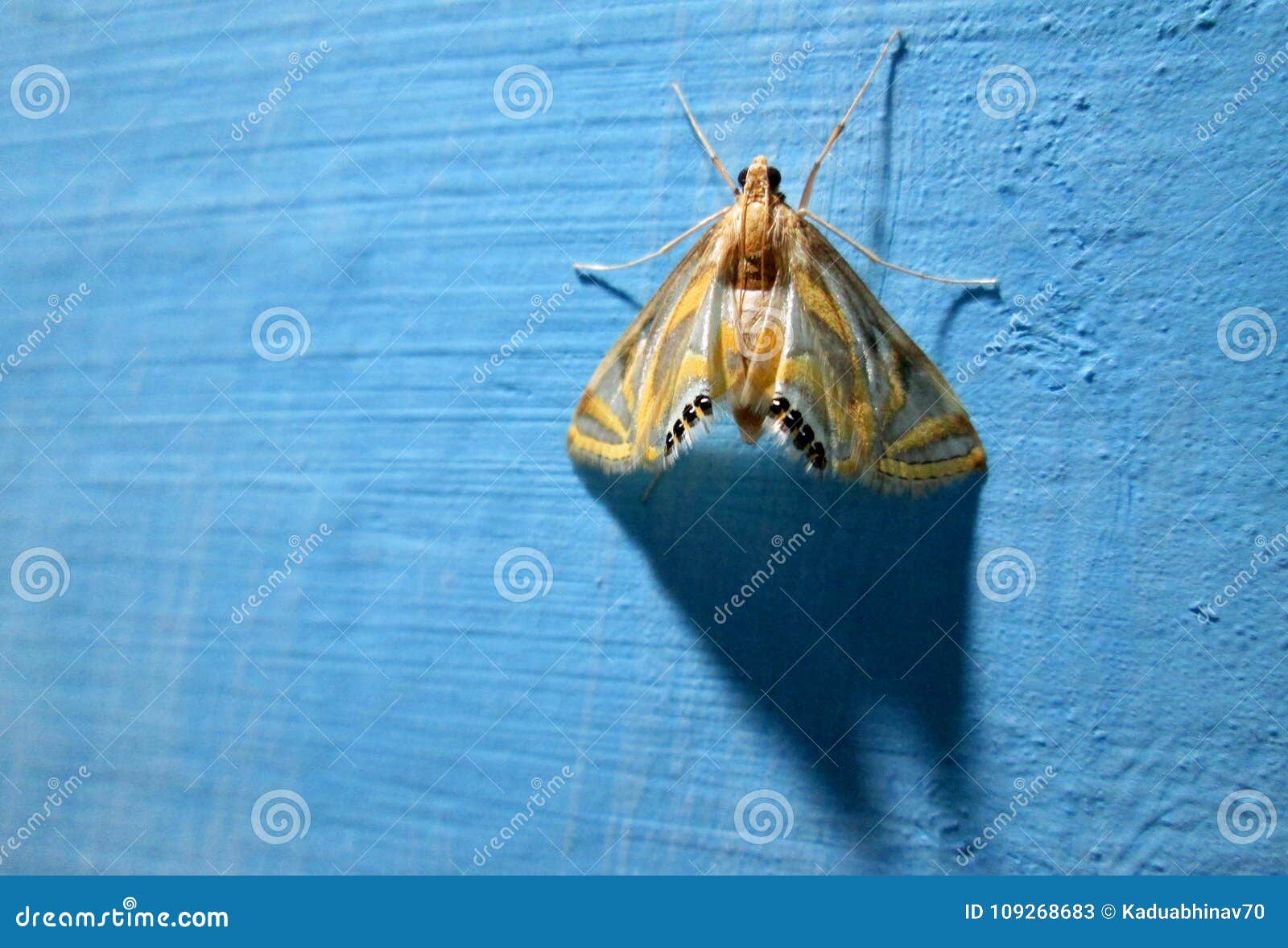Insect kite stock image. Image of insect, colorful, closeup - 109268683