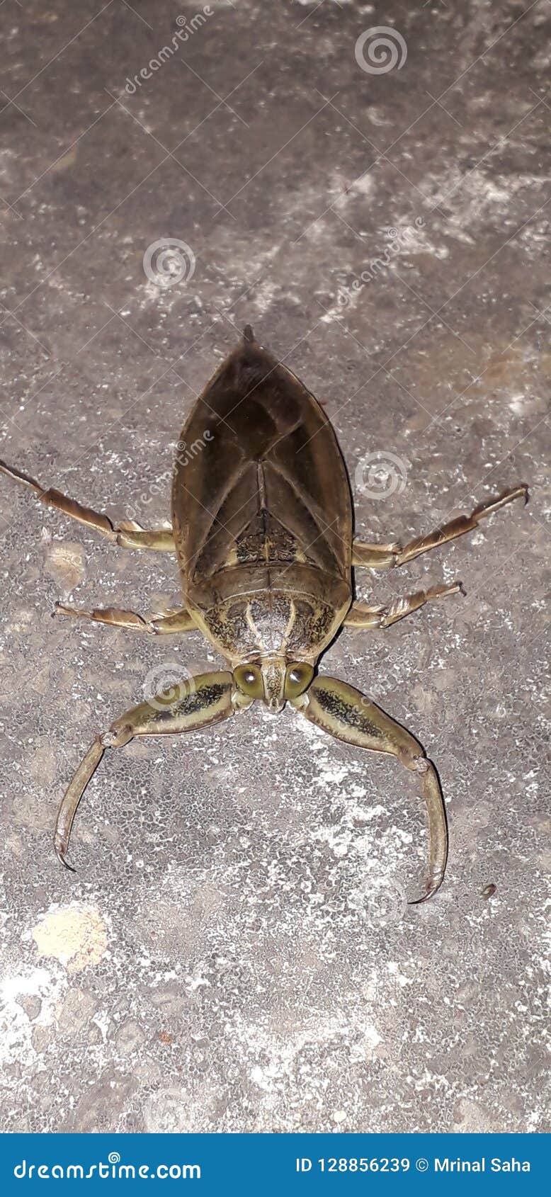 Living Creatures of the Universe Stock Image - Image of living, kolkata ...