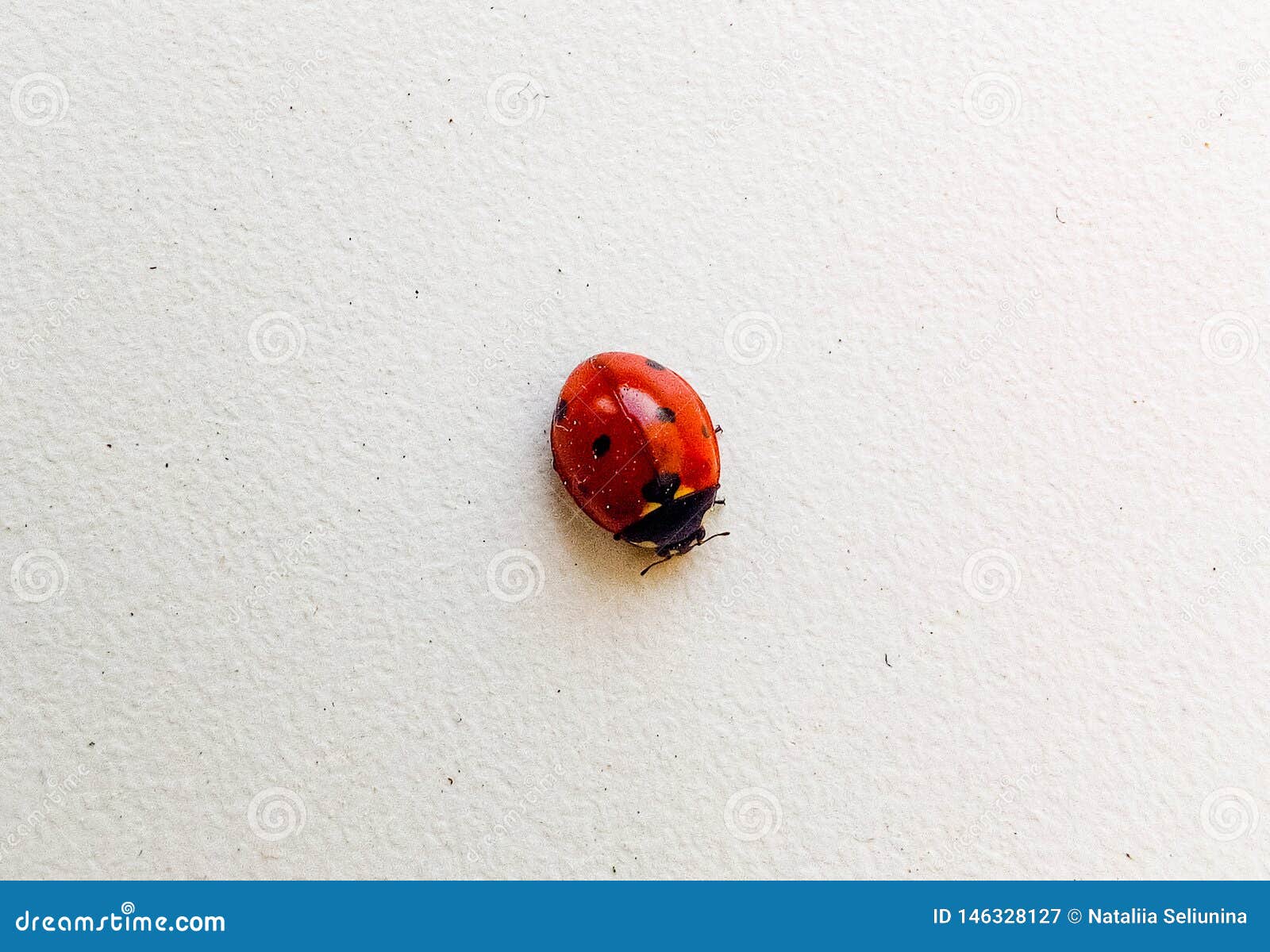 Insect Ladybug on Black Beige Light Surface Macro Stock Image - Image ...