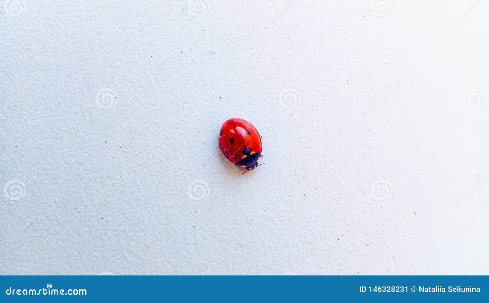 Insect Ladybug on Black Beige Light Surface Macro Stock Image - Image ...