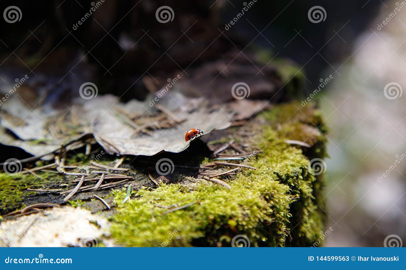 Insect Ladybug in the Forest Sitting on a Leaf on a Stump Covered with ...