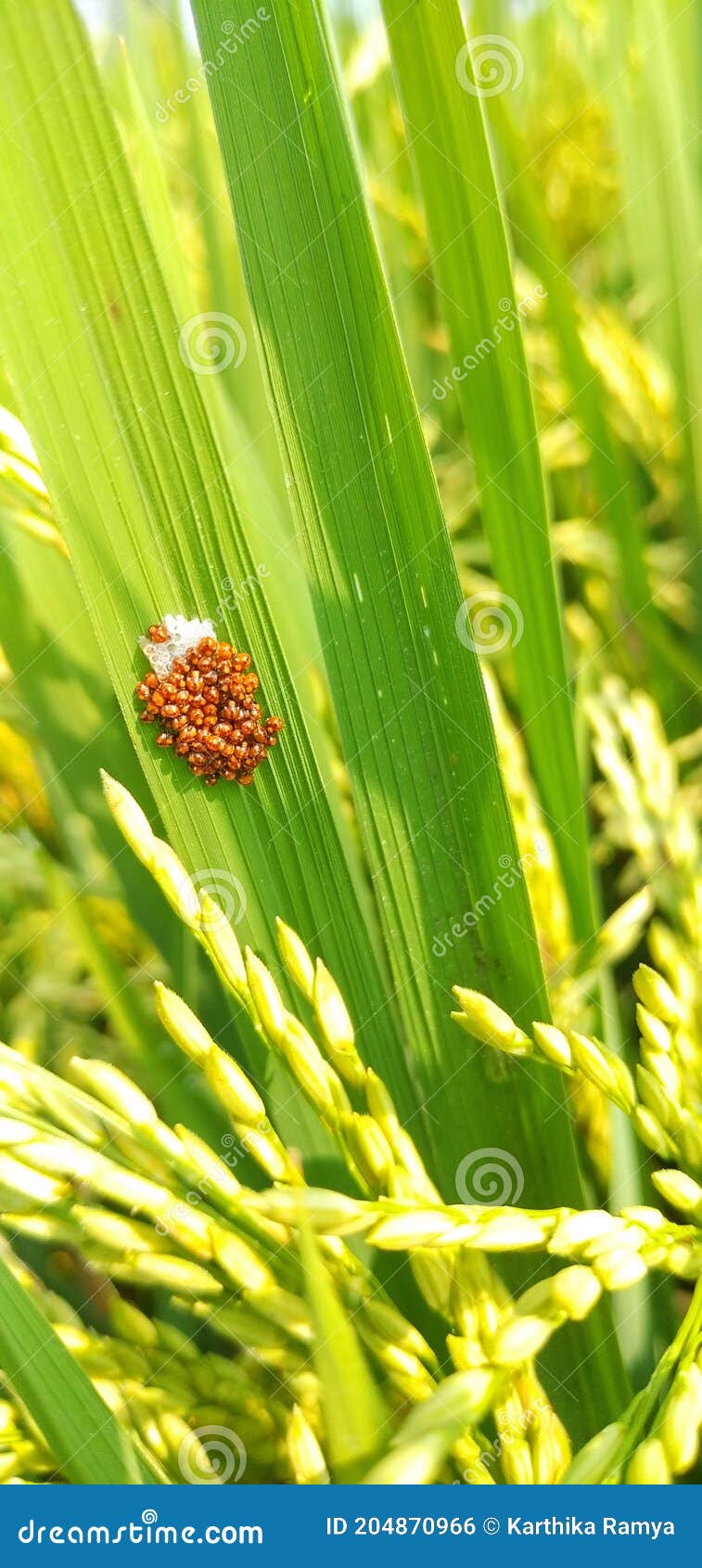 Insect Laid Eggs on Rice Plant Leaf Stock Photo - Image of laid ...