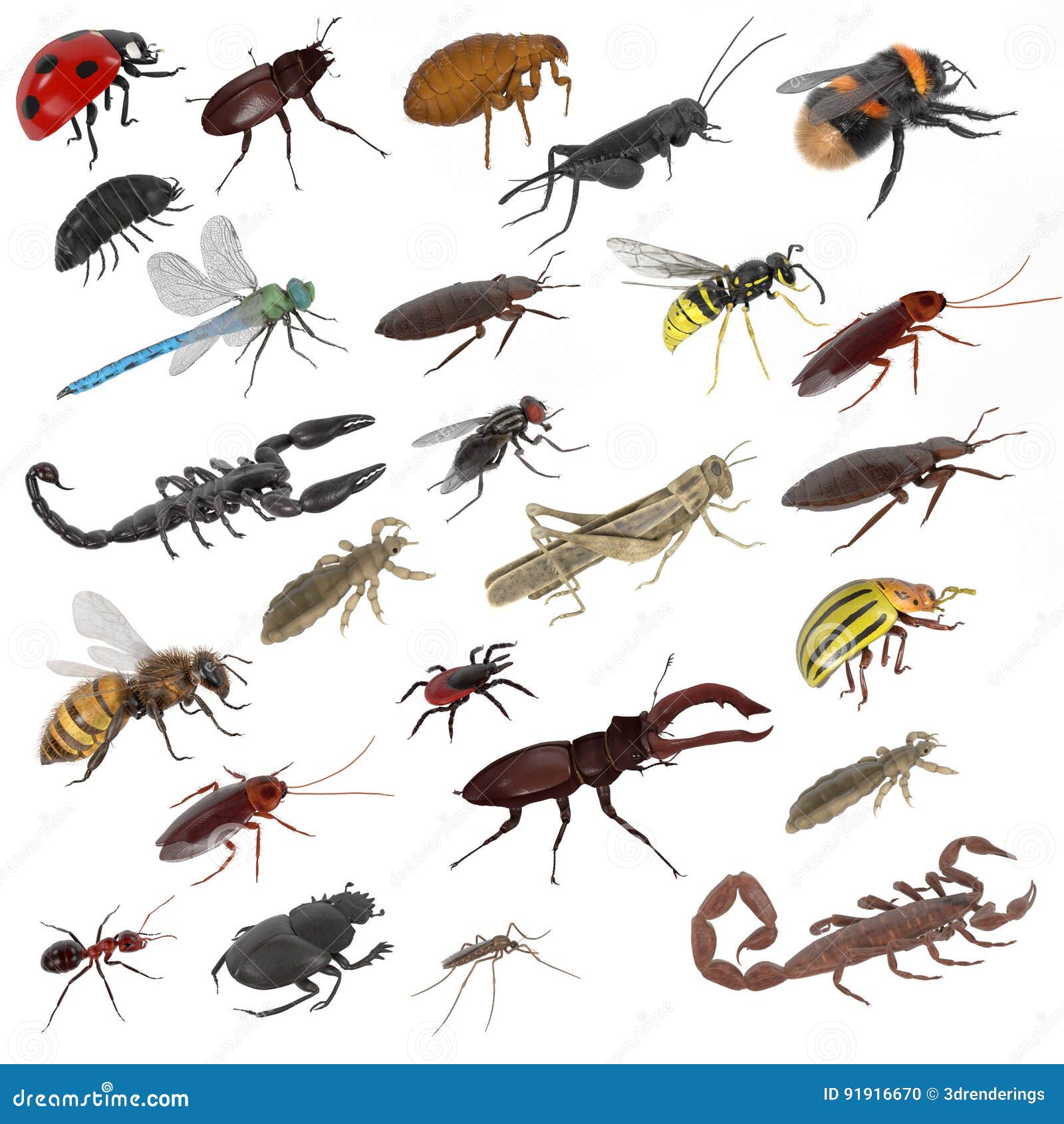 Insect - large collection stock illustration. Illustration of flea ...