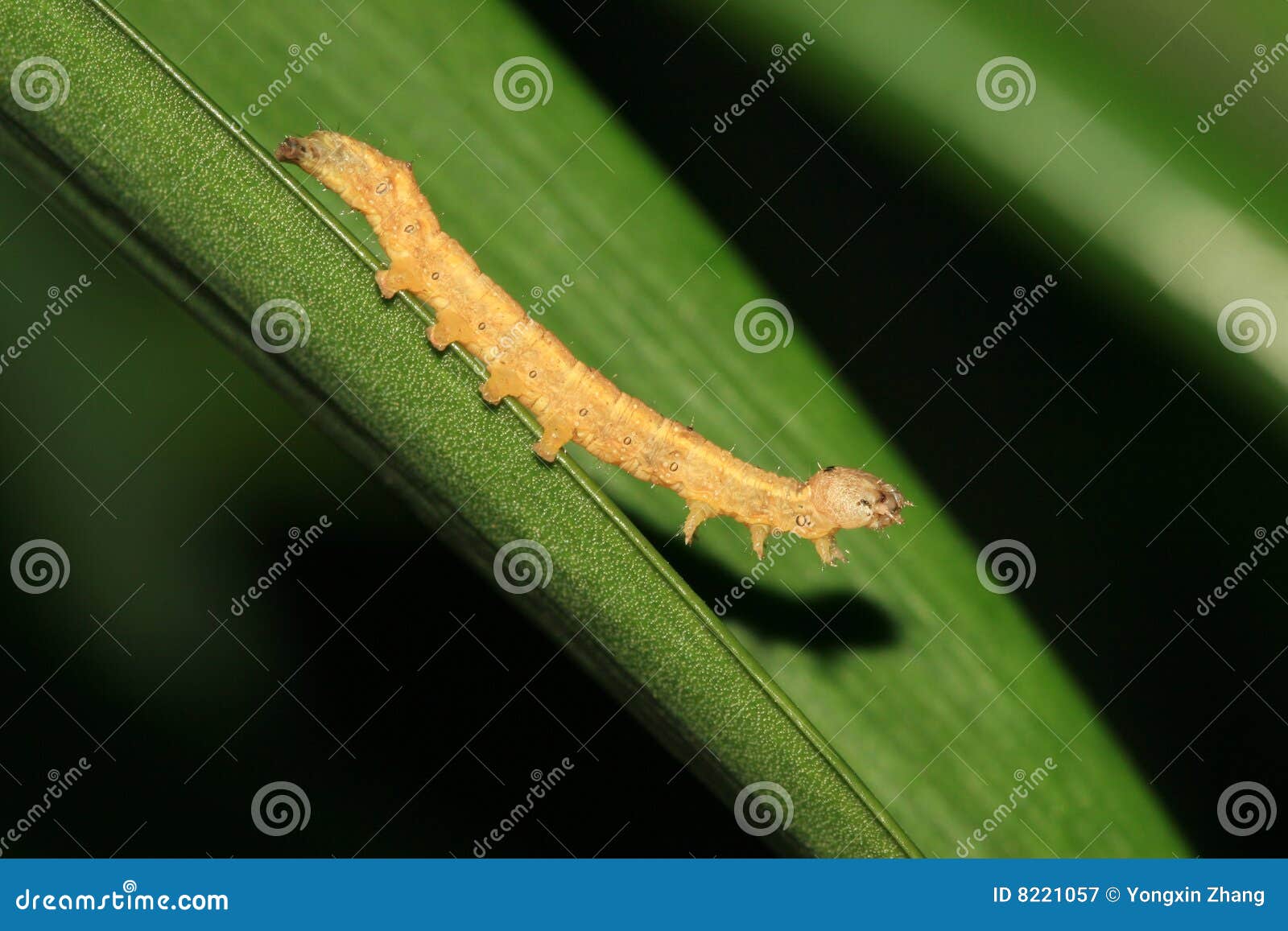 Insect larvae stock image. Image of outdoor, animals, pests - 8221057