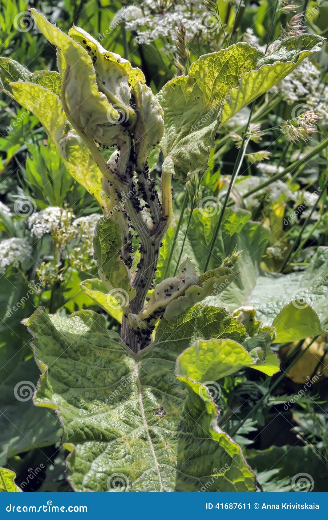 Insect Larvae on a Green Plant Stock Image - Image of colony, downy ...