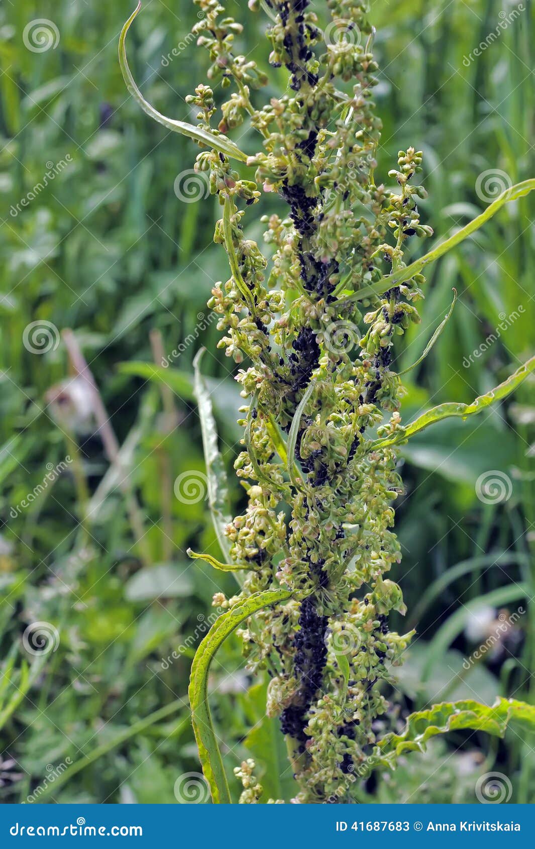 Insect Larvae on a Green Plant Stock Image - Image of closeup ...