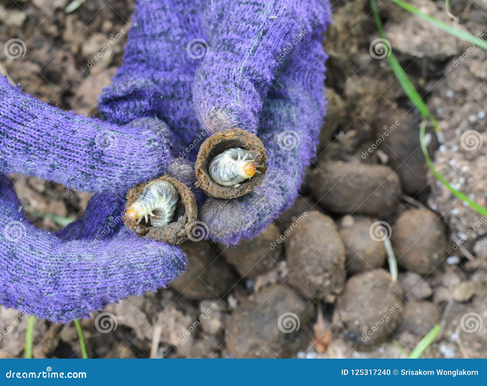 Insect larvae in the soil stock photo. Image of land - 125317240