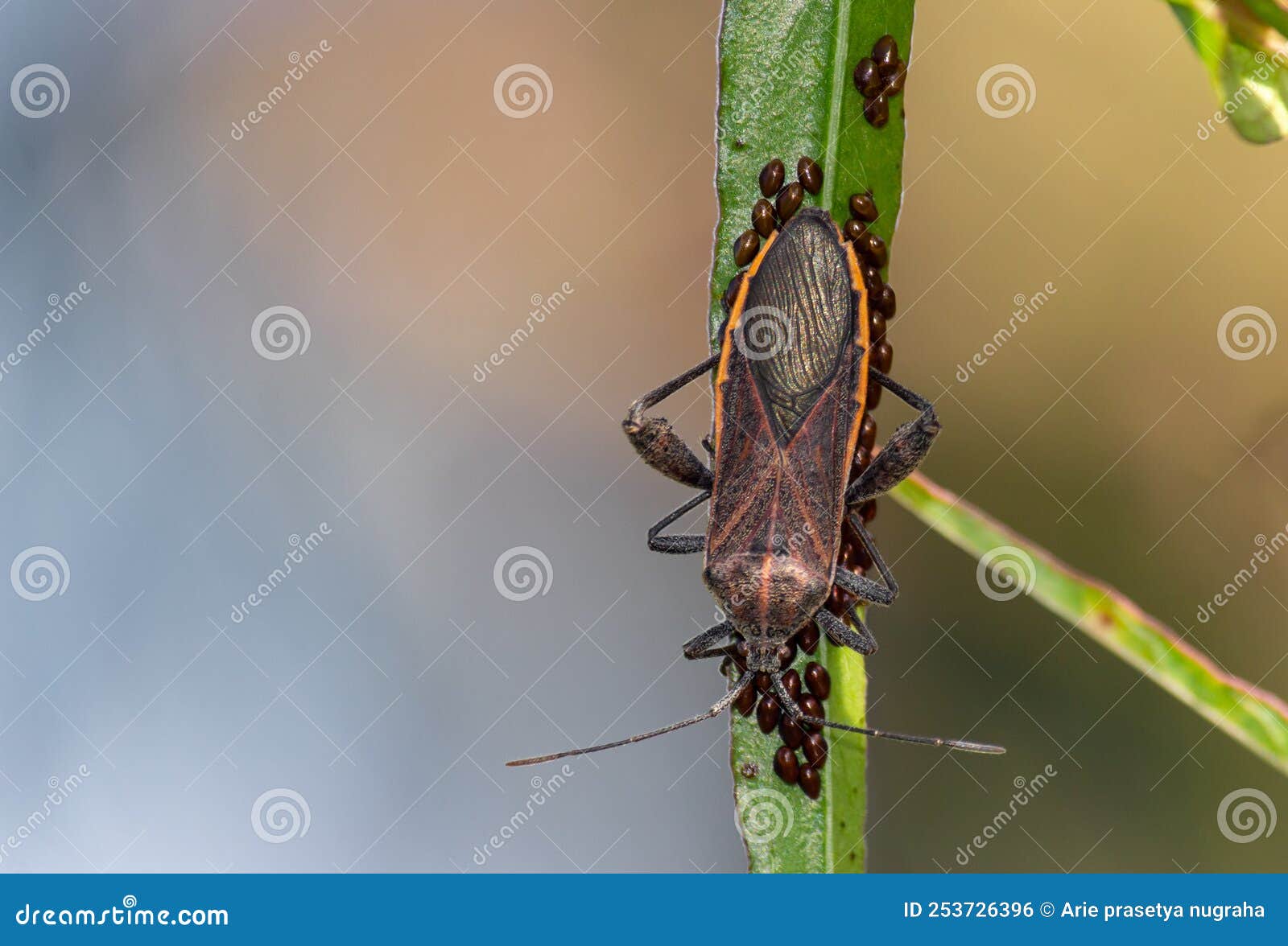 Insect Laying Eggs on the Leaf Stock Photo - Image of nature, laying ...