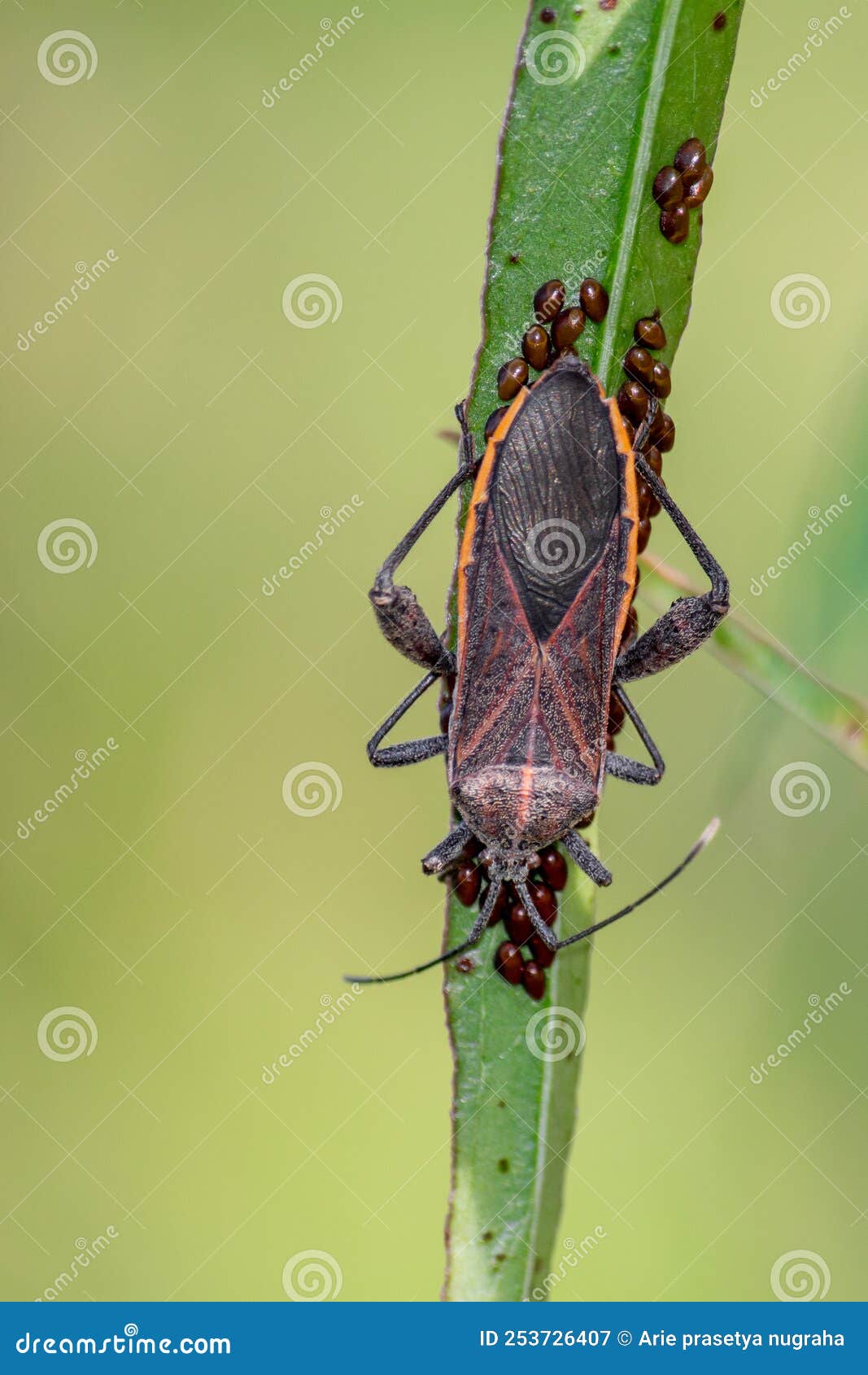 Insect Laying Eggs on the Leaf Stock Image - Image of damselfly, animal ...