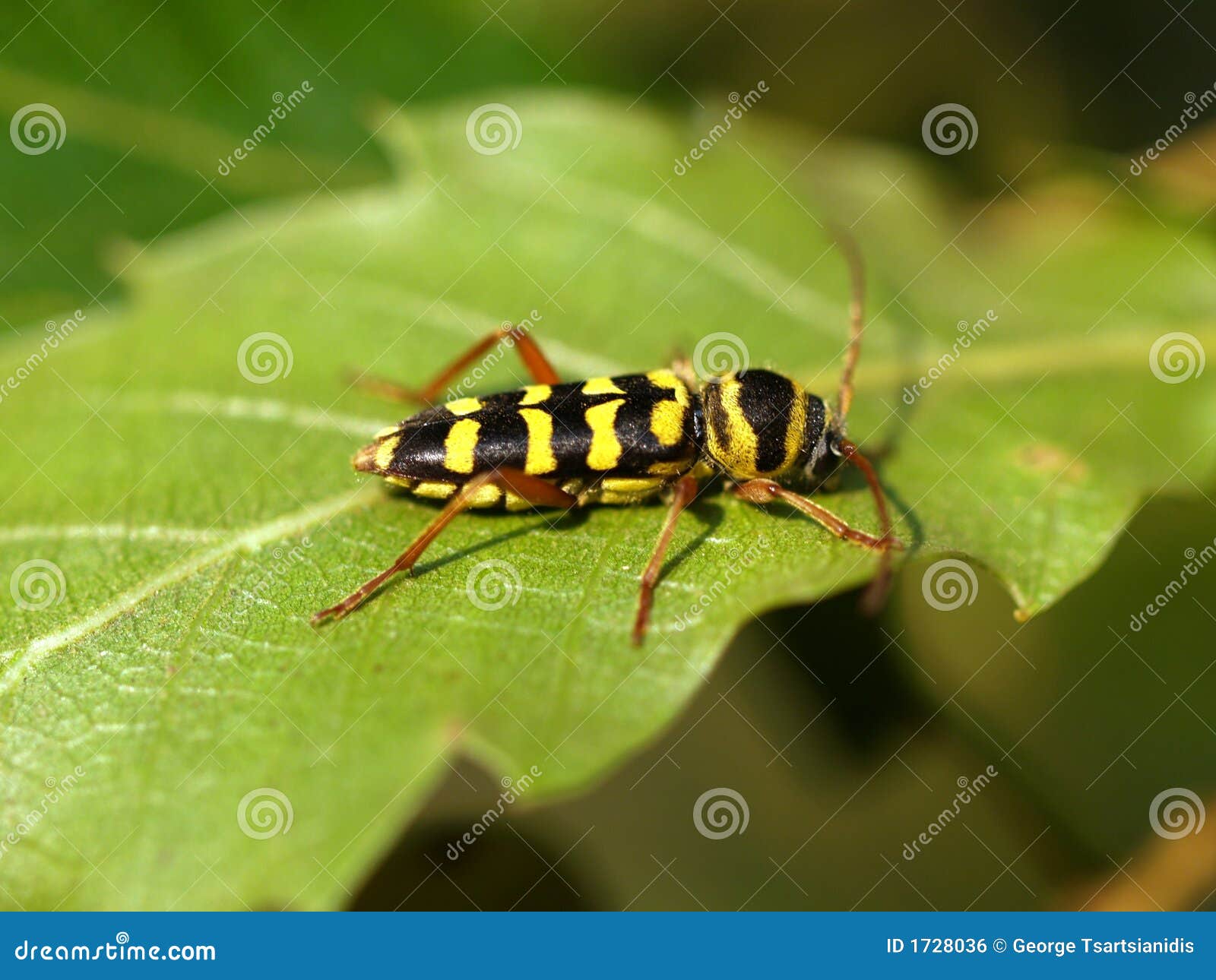 Insect on leaf stock photo. Image of wings, natural, life - 1728036