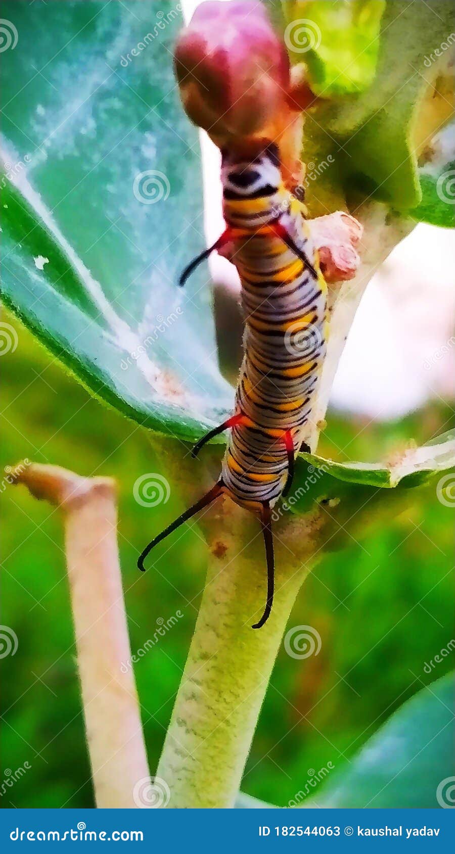 Insect in leaf stock image. Image of nepal, madar, leaf - 182544063