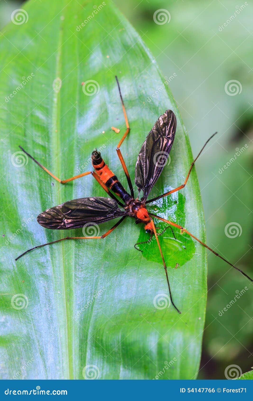 Insect on leaf stock photo. Image of beetles, beetle - 54147766