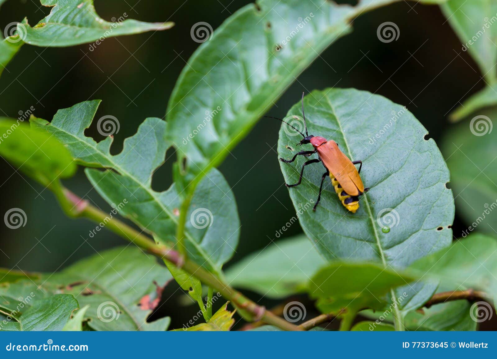 Insect on leaf stock image. Image of park, vegetation - 77373645