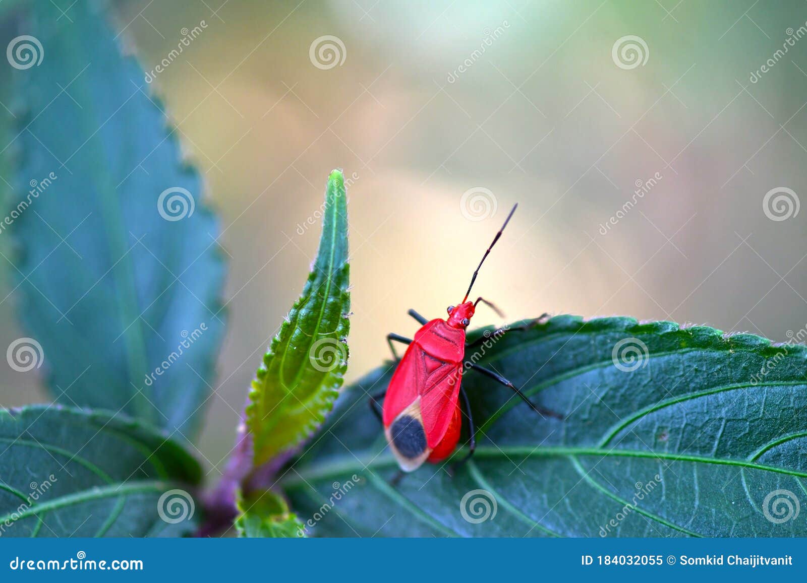 Insect on leaf stock image. Image of colorful, insects - 184032055