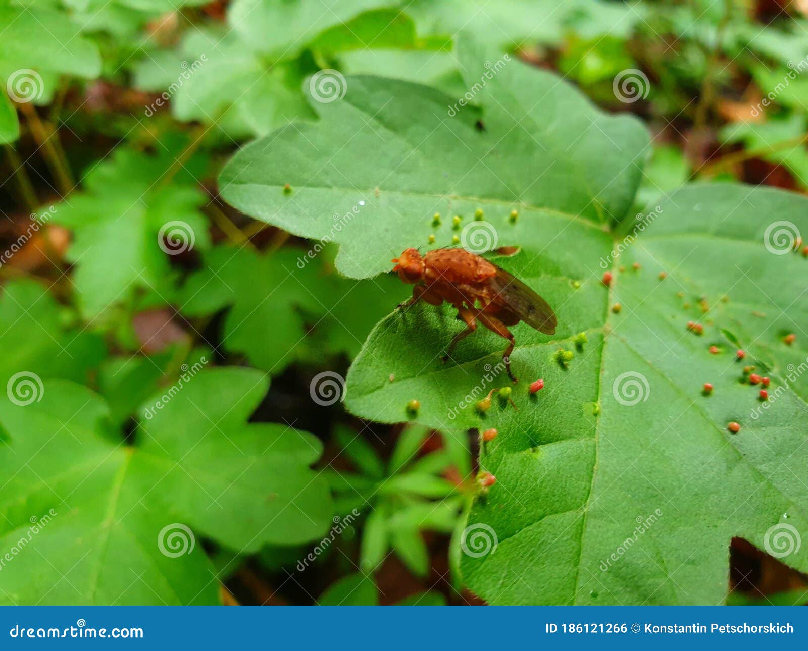 Insect. Leaf. Forest stock photo. Image of green, insect - 186121266