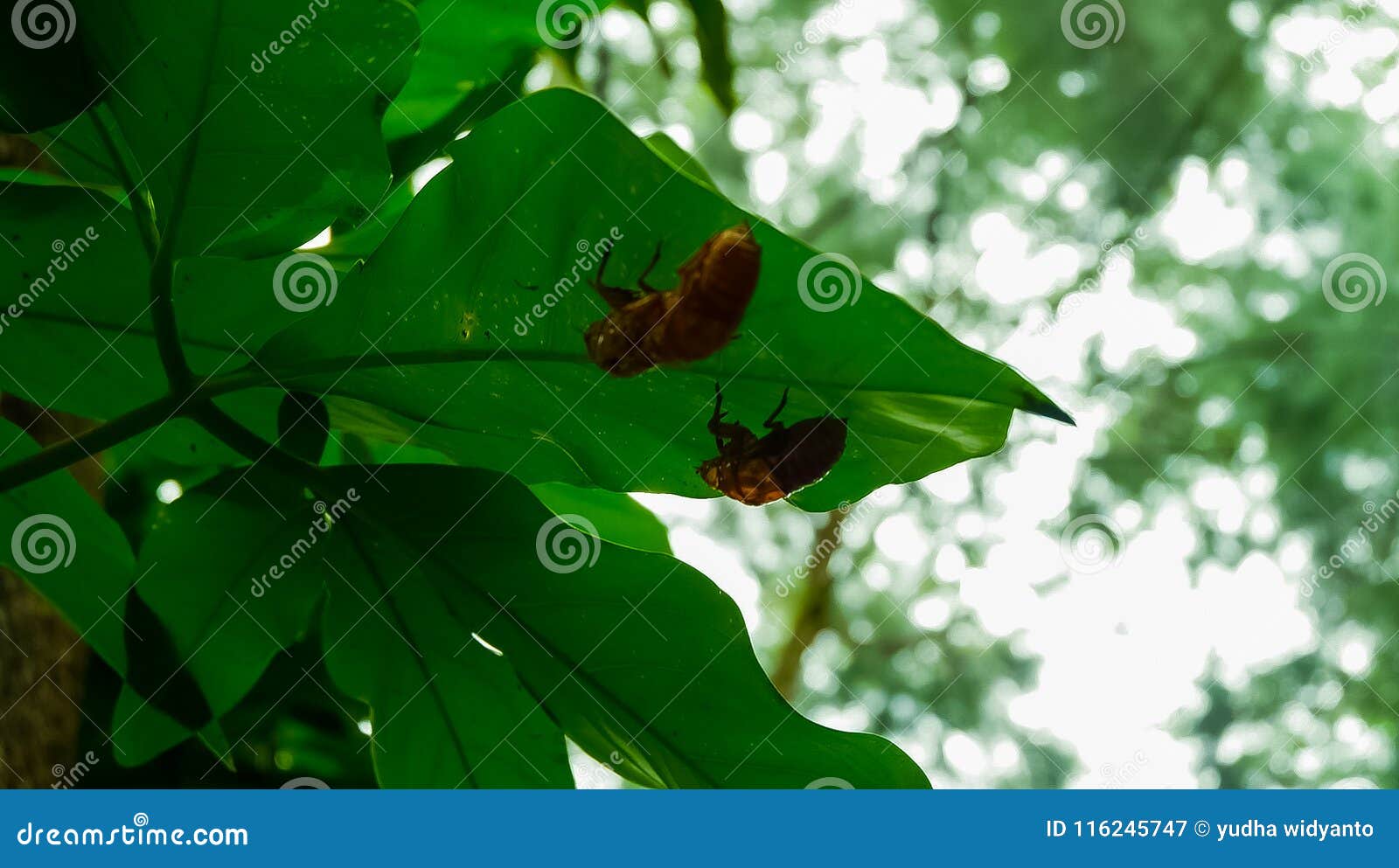 Insect stock image. Image of forest, turaes, leaf, insect - 116245747