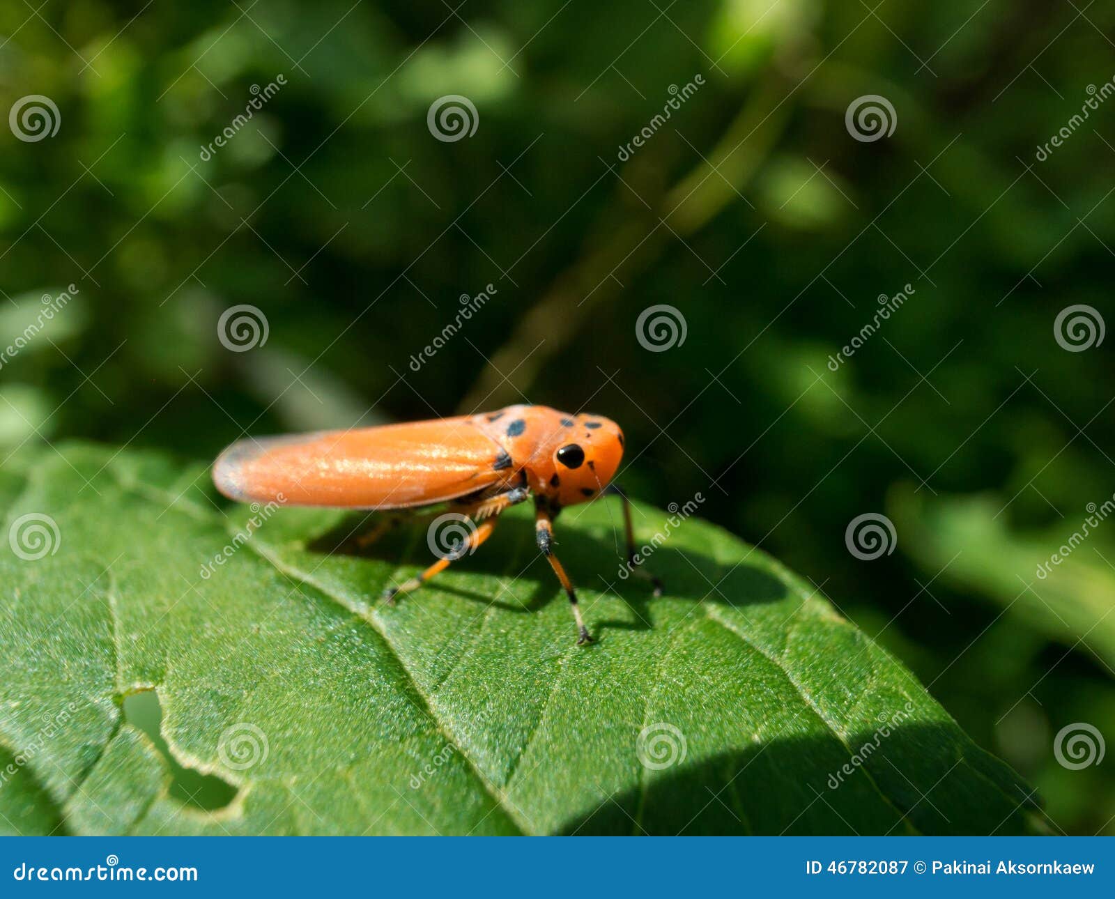 Insect in the leaf stock image. Image of critters, ladybird - 46782087