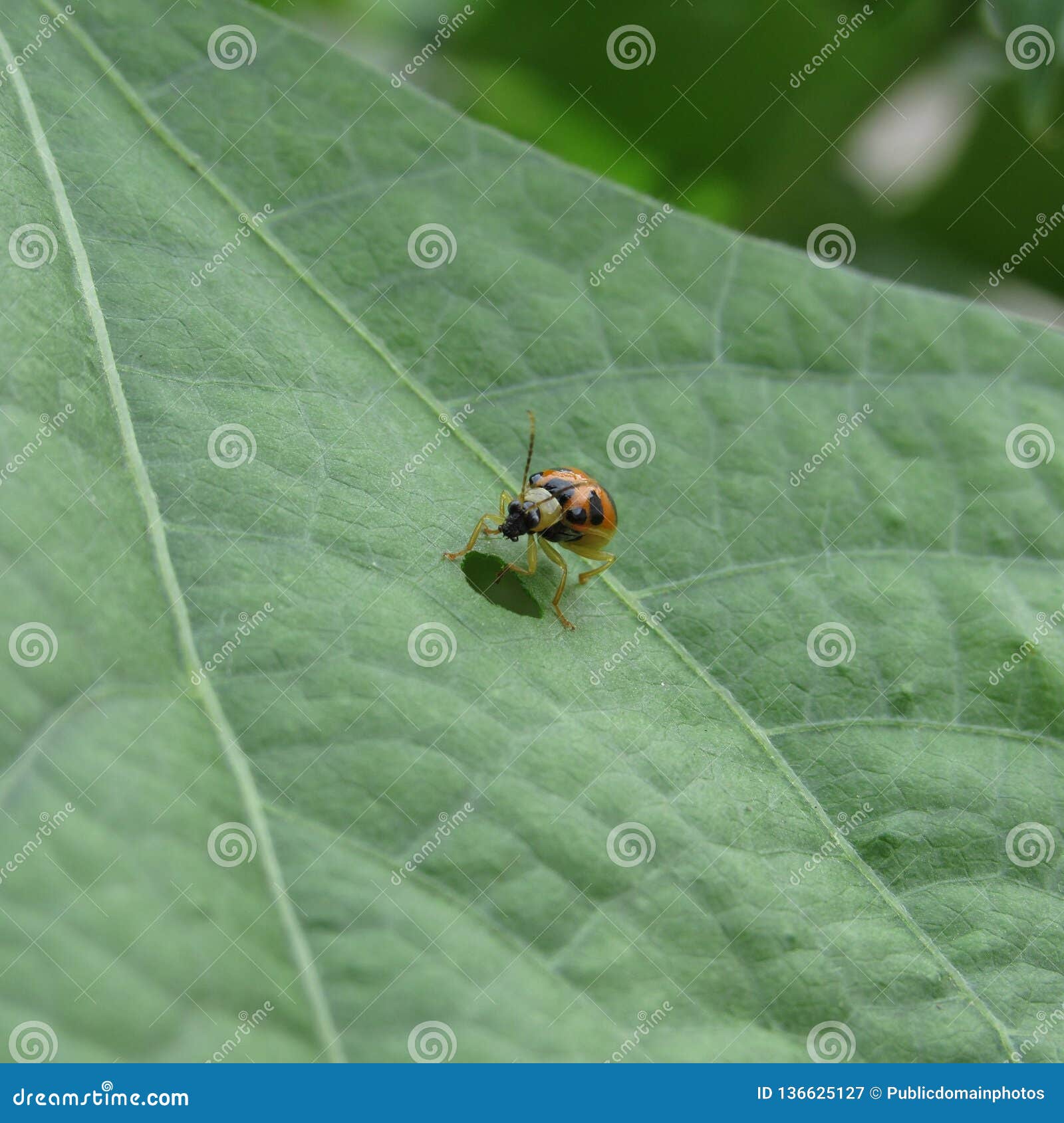 Insect, Leaf, Macro Photography, Fly Picture. Image: 136625127