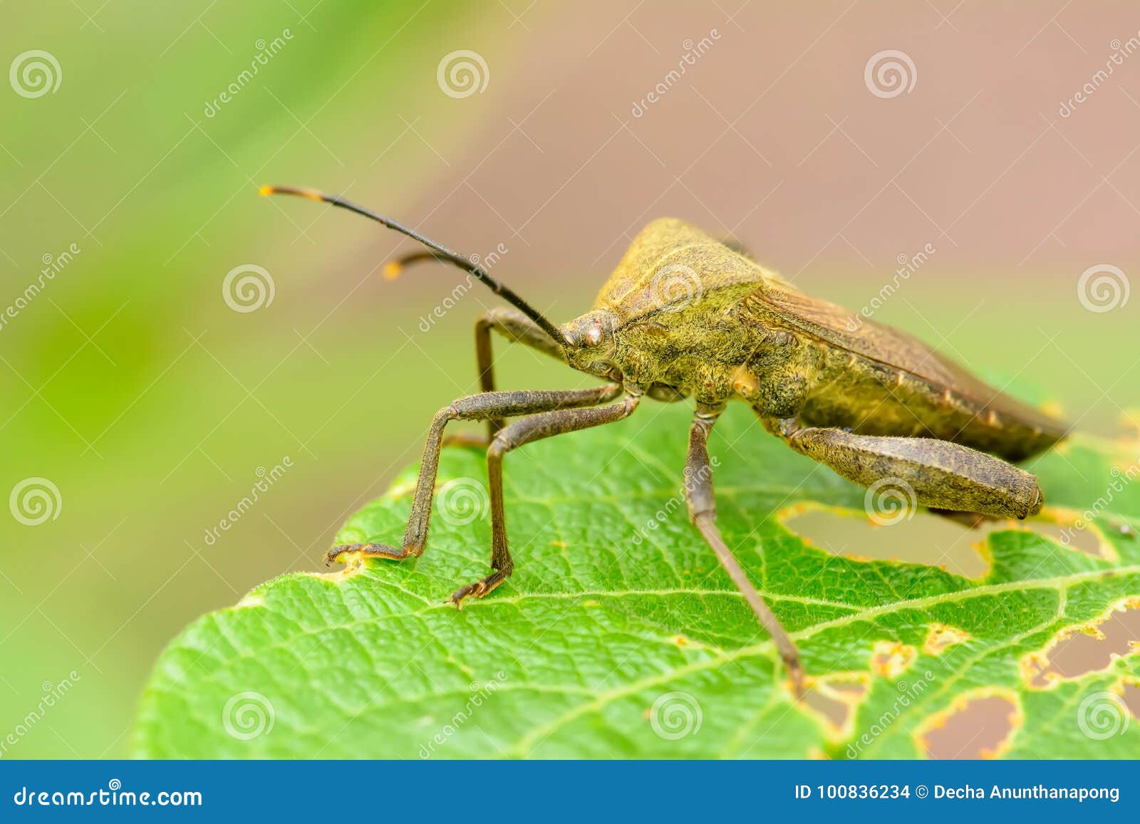 Insect on the leaf stock photo. Image of leaves, closeup - 100836234
