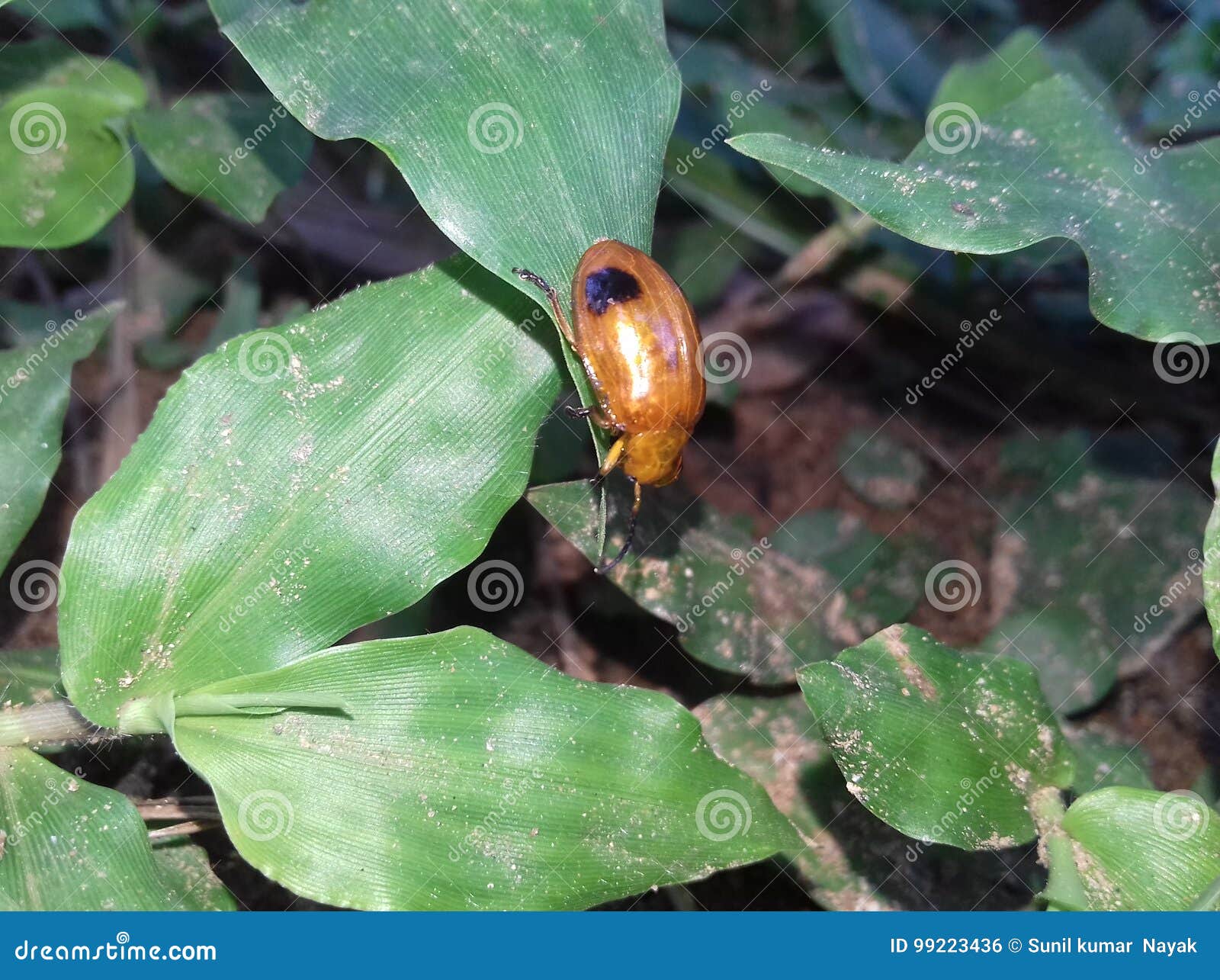 Insect stock photo. Image of insect, season, leaf, rain - 99223436
