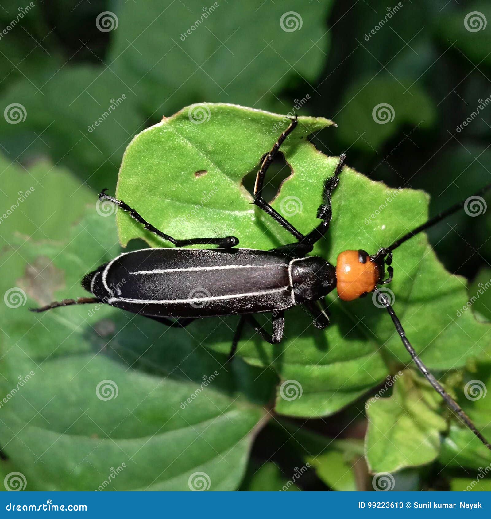 Insect stock photo. Image of invertebrate, organism, fauna - 99223610