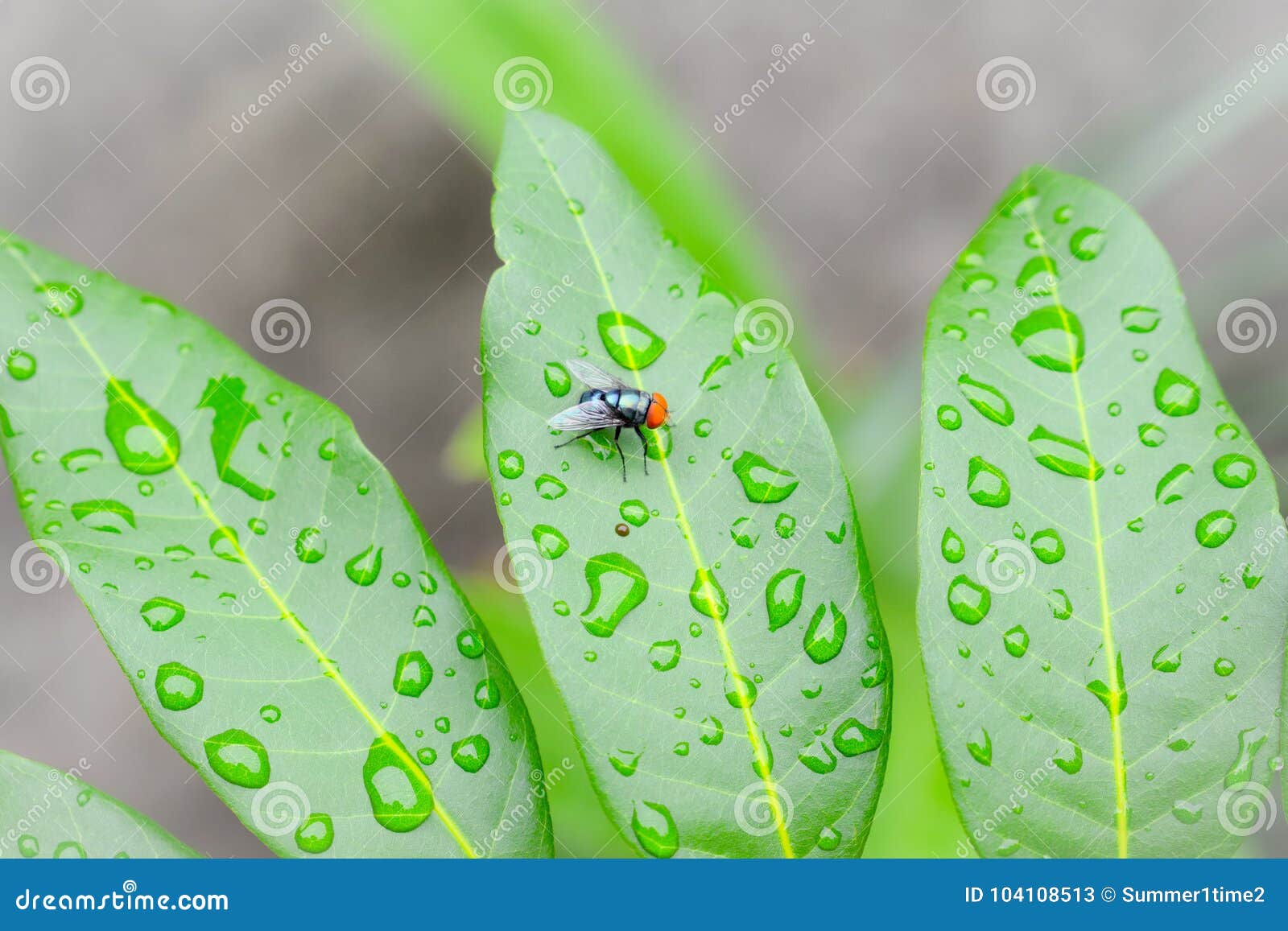 Insect stock image. Image of leaf, insect, rain, raindrop - 104108513