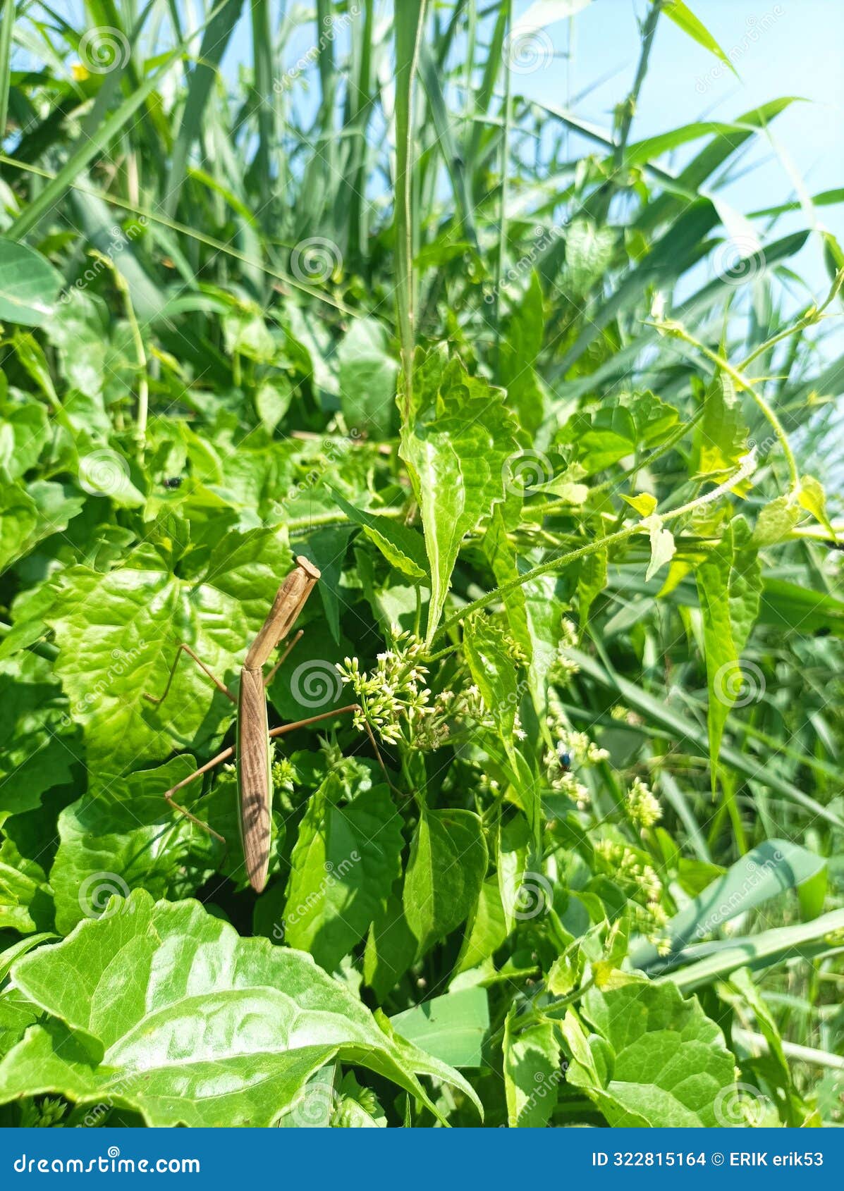 Insect on Leaf Tree Tree Plants Flower Tree Plants Stock Photo - Image ...