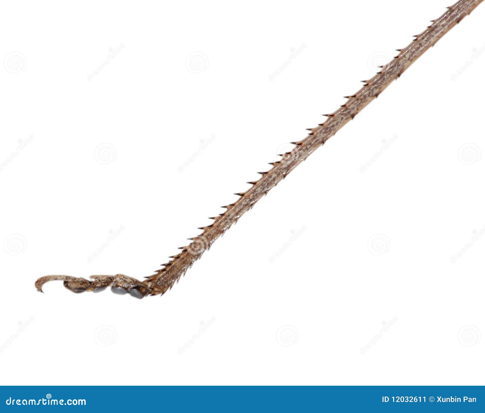 Insect leg detail stock image. Image of background, jump - 12032611