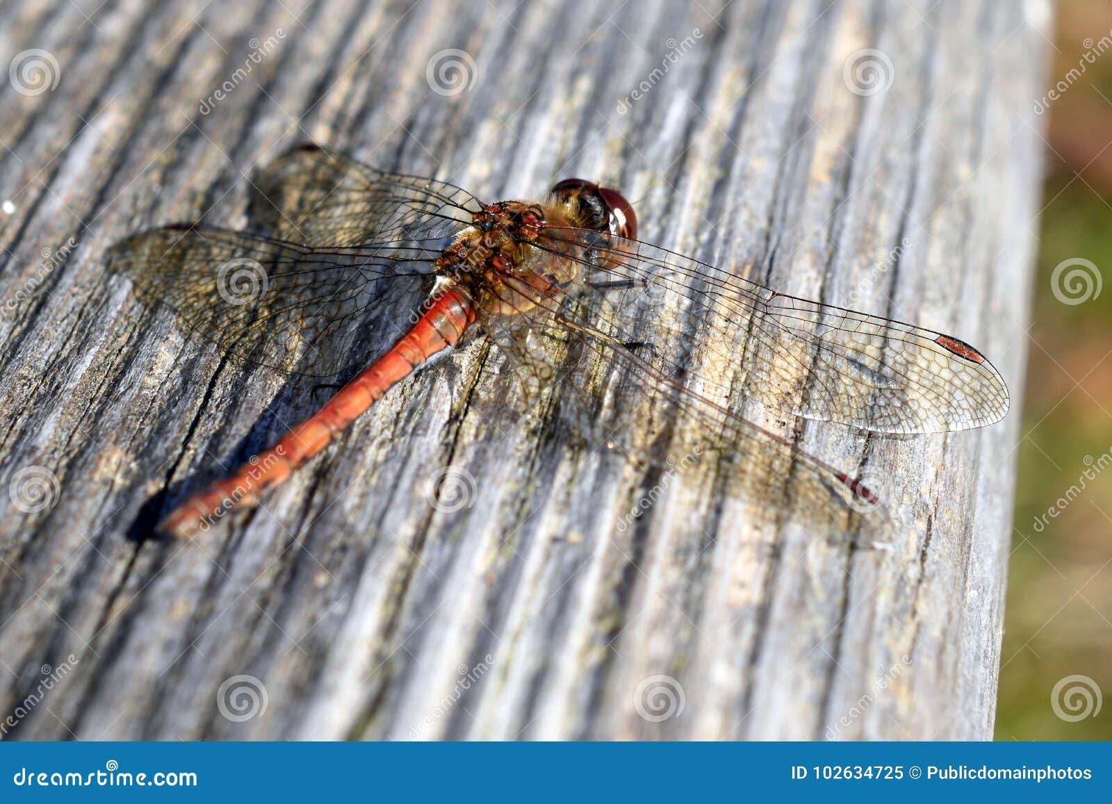 Insect, Libel, Ongewervelde, Libellen En Damseflies Picture. Image ...