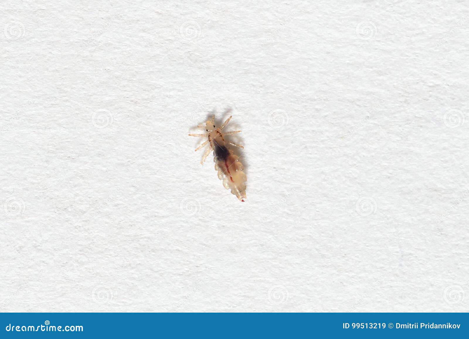 Insect Lice on a White Paper Background Stock Image - Image of care ...