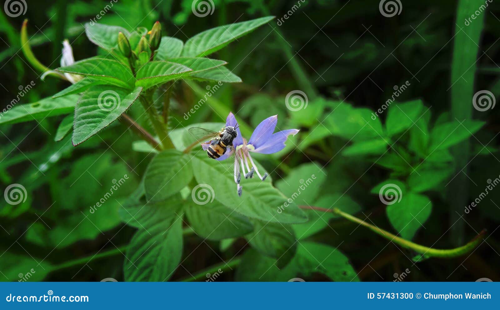 Insect life stock photo. Image of wallpaper, nature, green - 57431300