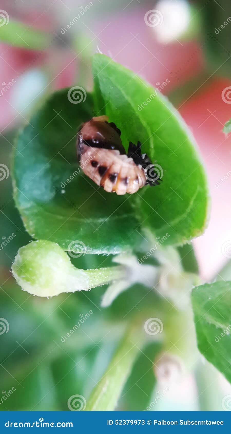 Insect life cycle stock image. Image of larva, leaf, cocoon - 52379973