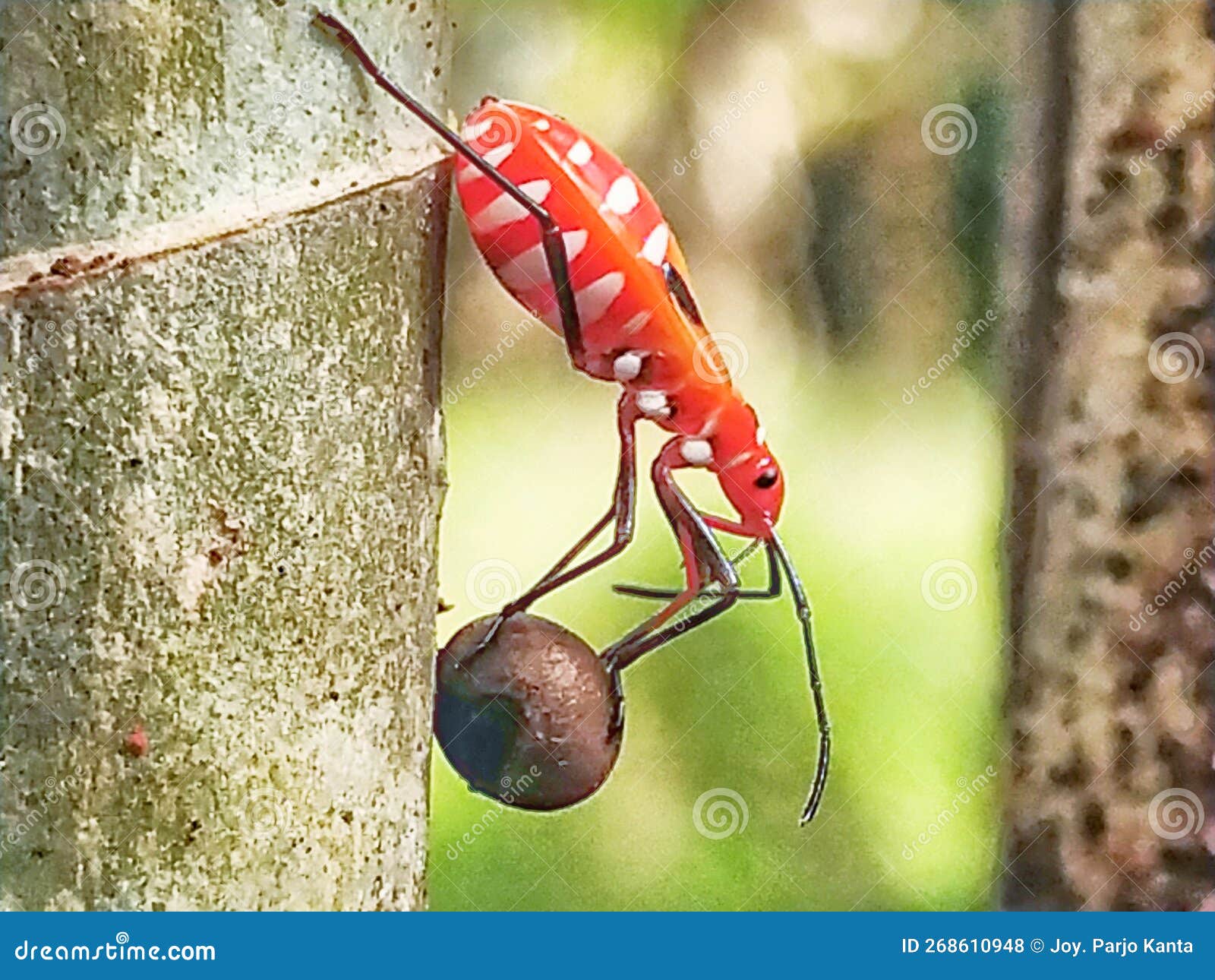 Insect-like Animals that are Synonymous with Dried Kapok Fruit are ...