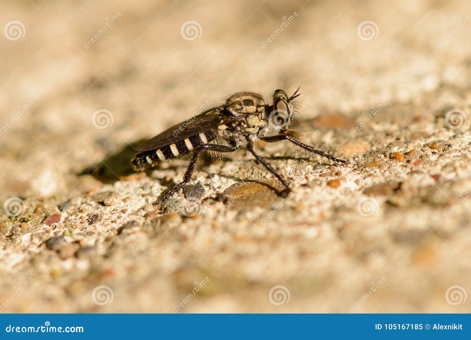 Insect Like, Small Elephant Royalty-Free Stock Image | CartoonDealer ...