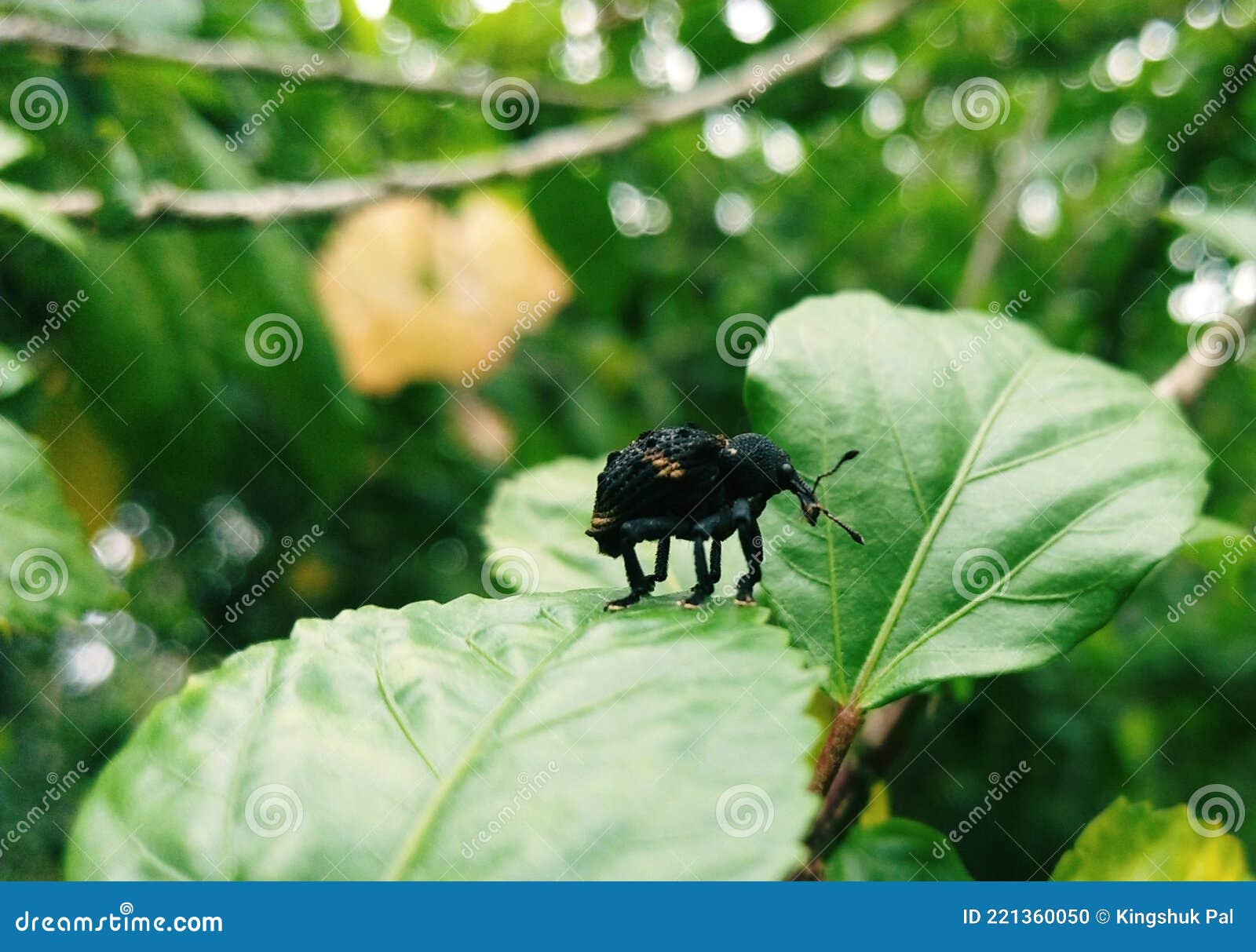 Insect Like, Small Elephant Stock Photo - Image of small, pest: 221360050