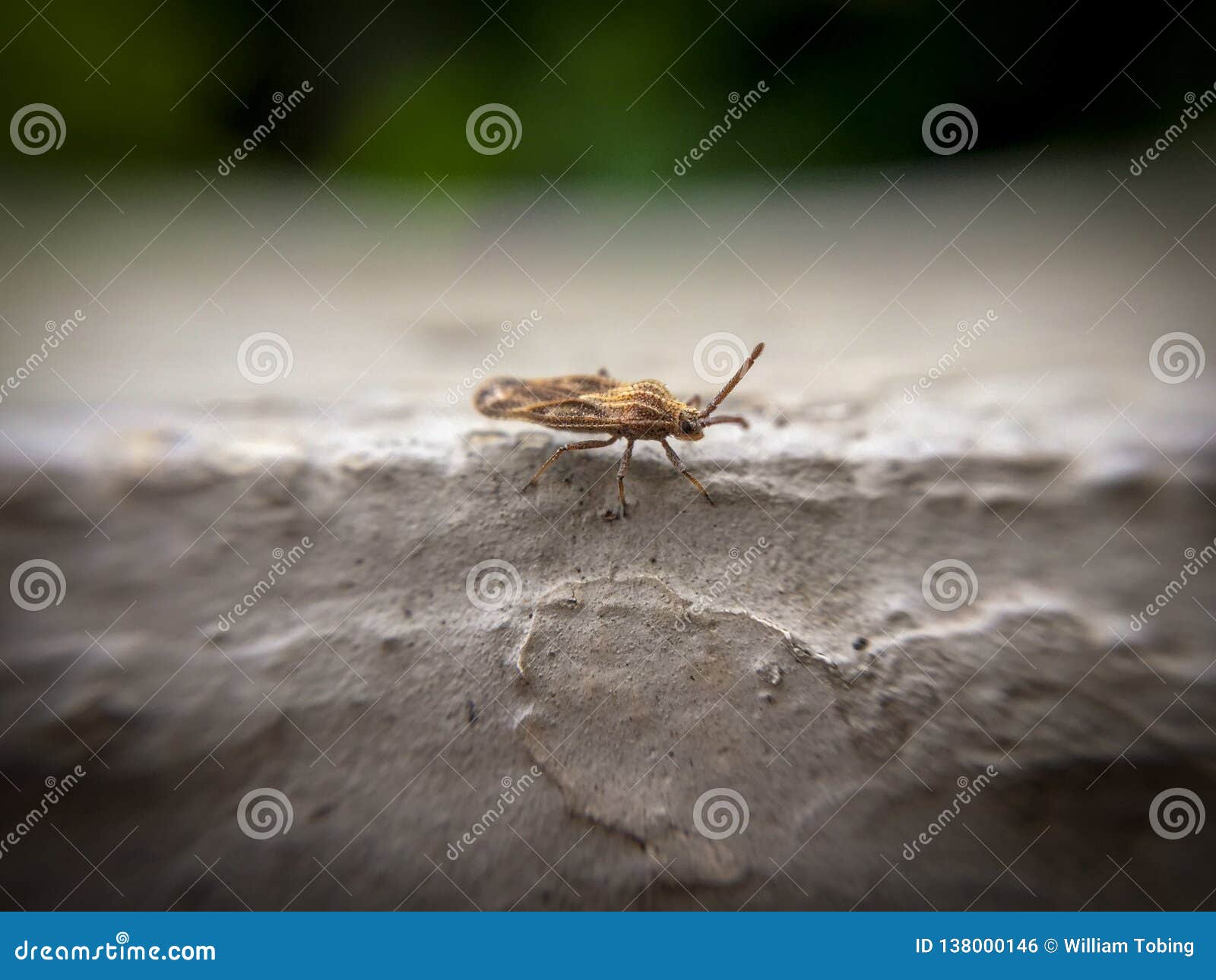 Insect stock photo. Image of white, macro, stone, shot - 138000146
