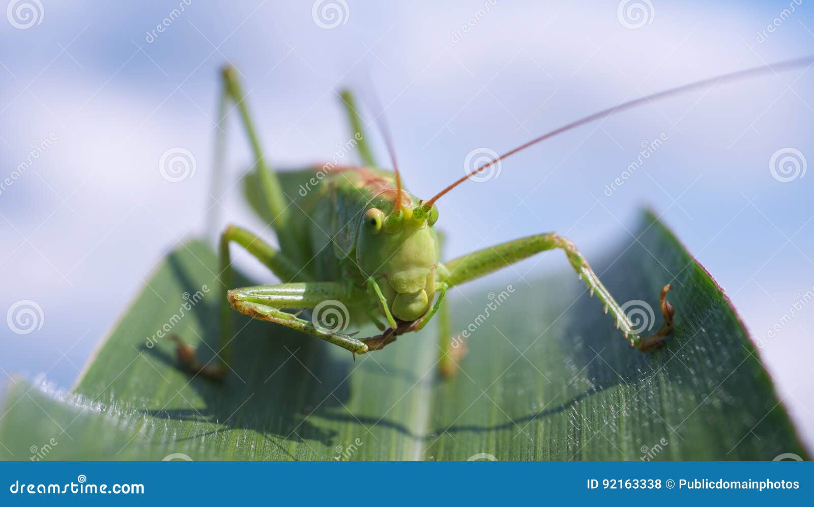 Insect, Locust, Cricket Like Insect, Cricket Picture. Image: 92163338