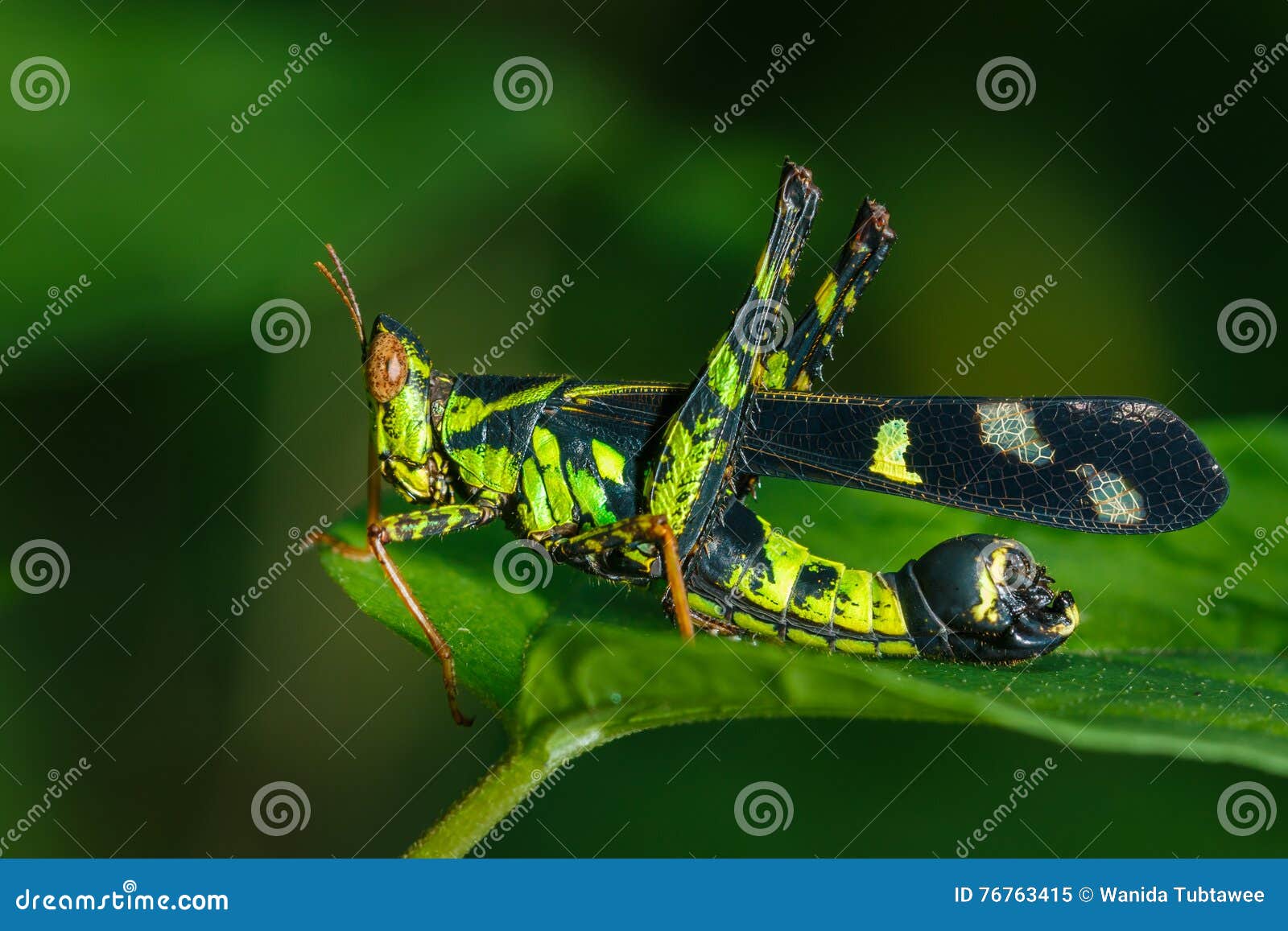 Insect, Locust,grasshopper . Stock Image - Image of compound, branch ...