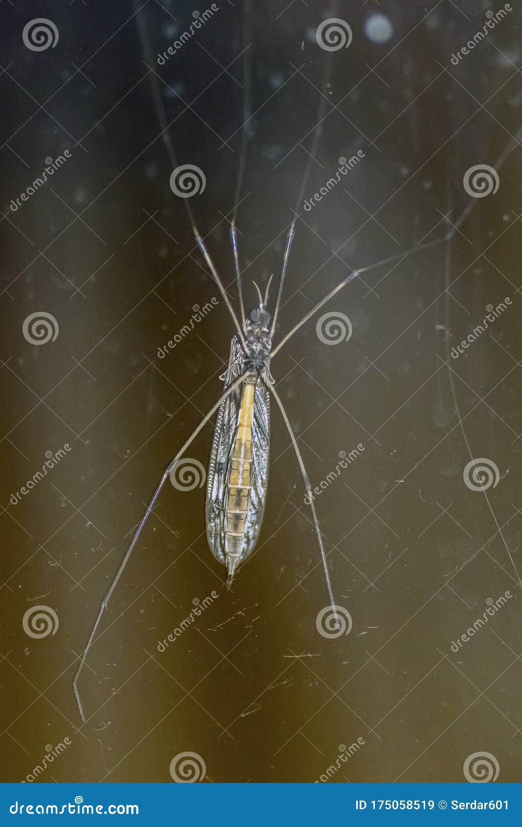 Insect stock image. Image of design, wildlife, long - 175058519
